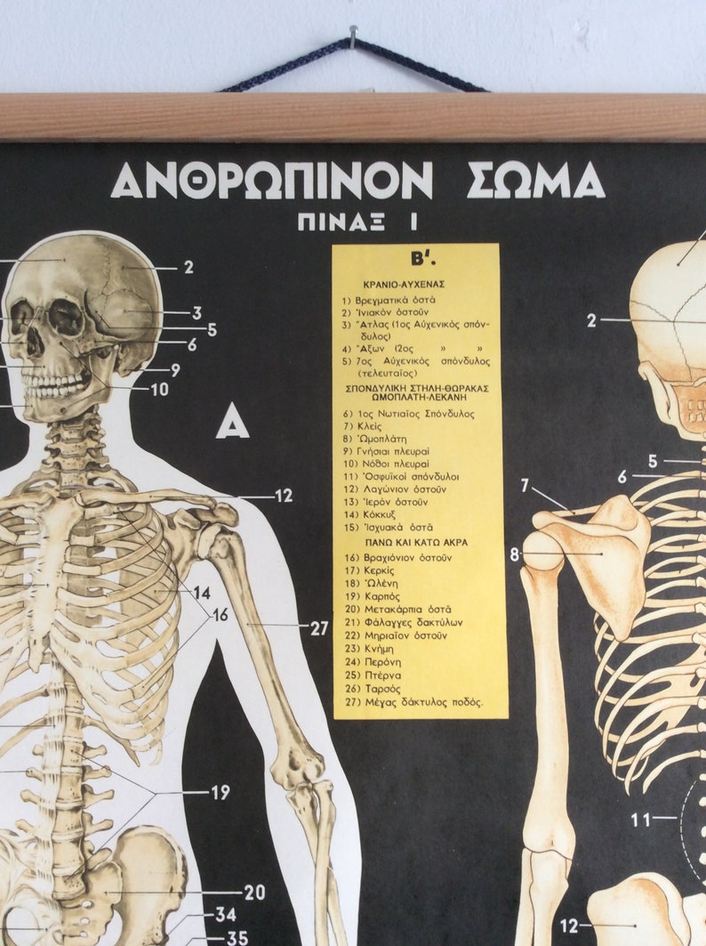 Vintage Human Anatomy Pull Down Chart: Greek Medical School Poster - Etsy