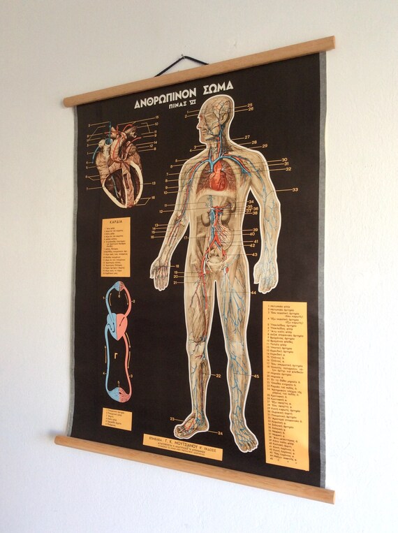 Authentic Vintage Anatomy Chart, Vintage Educational Chart, Human ...