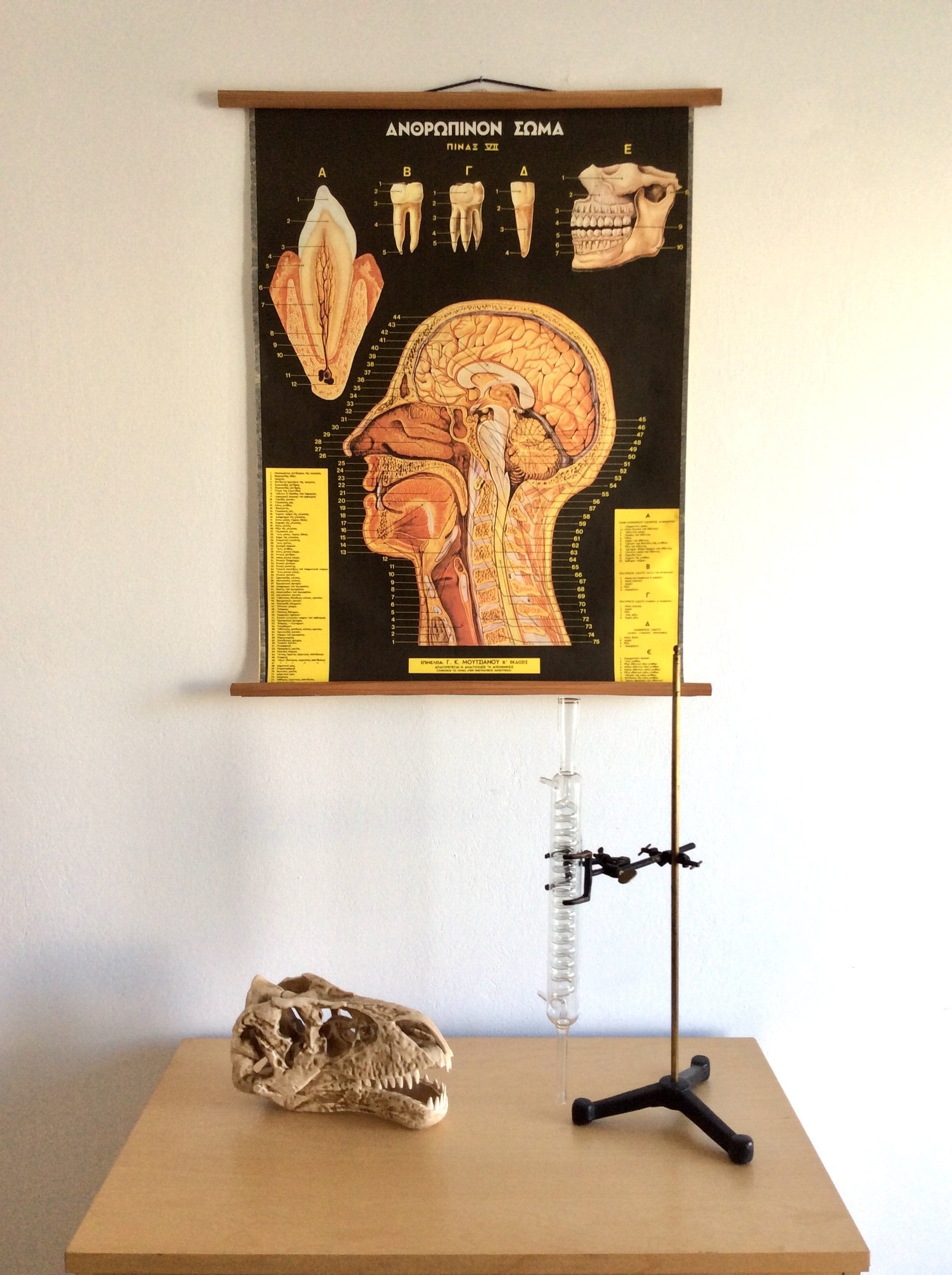 Vintage Head & Teeth Pull Down Chart, Vintage Human Head Anatomy ...