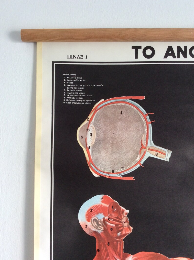 Vintage Human Anatomy Chart: Greek Educational Wall Decor - Etsy