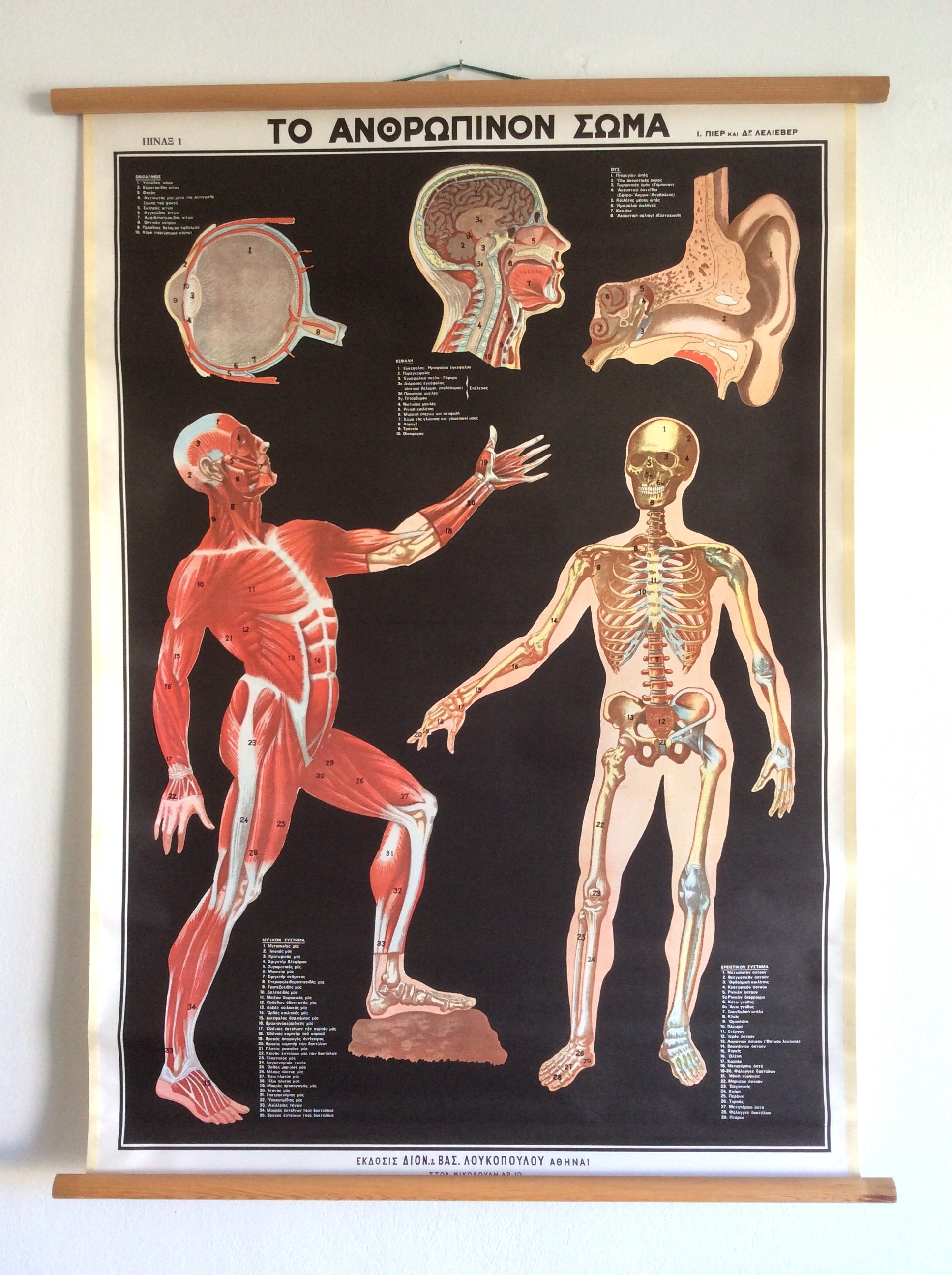 Vintage Human Anatomy Chart: Greek Educational Wall Decor - Etsy