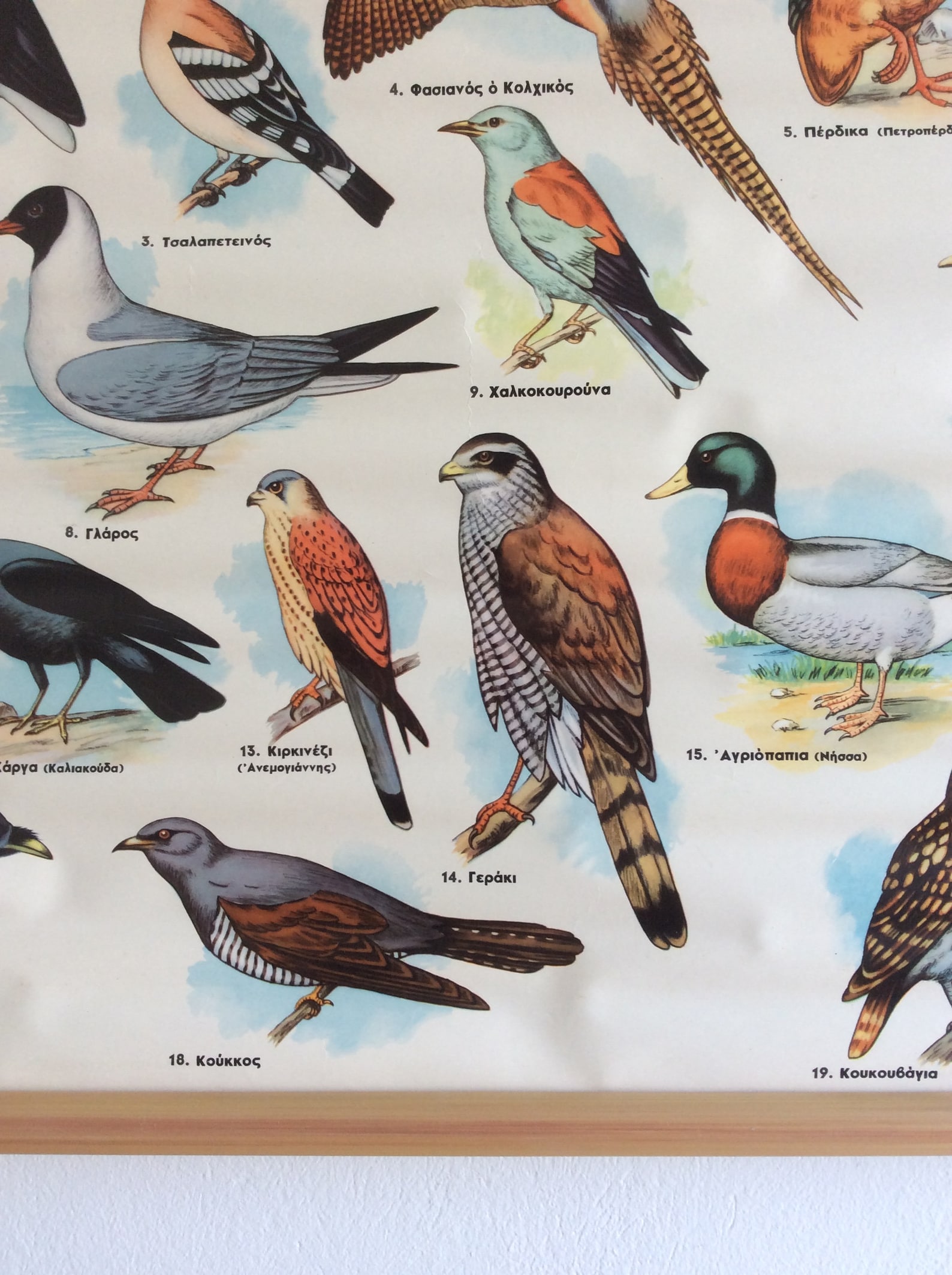 Vintage Birds of Greece Chart: Large Educational Wall Tapestry - Etsy