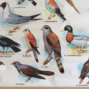 Vintage Birds of Greece Chart: Large Educational Wall Tapestry - Etsy