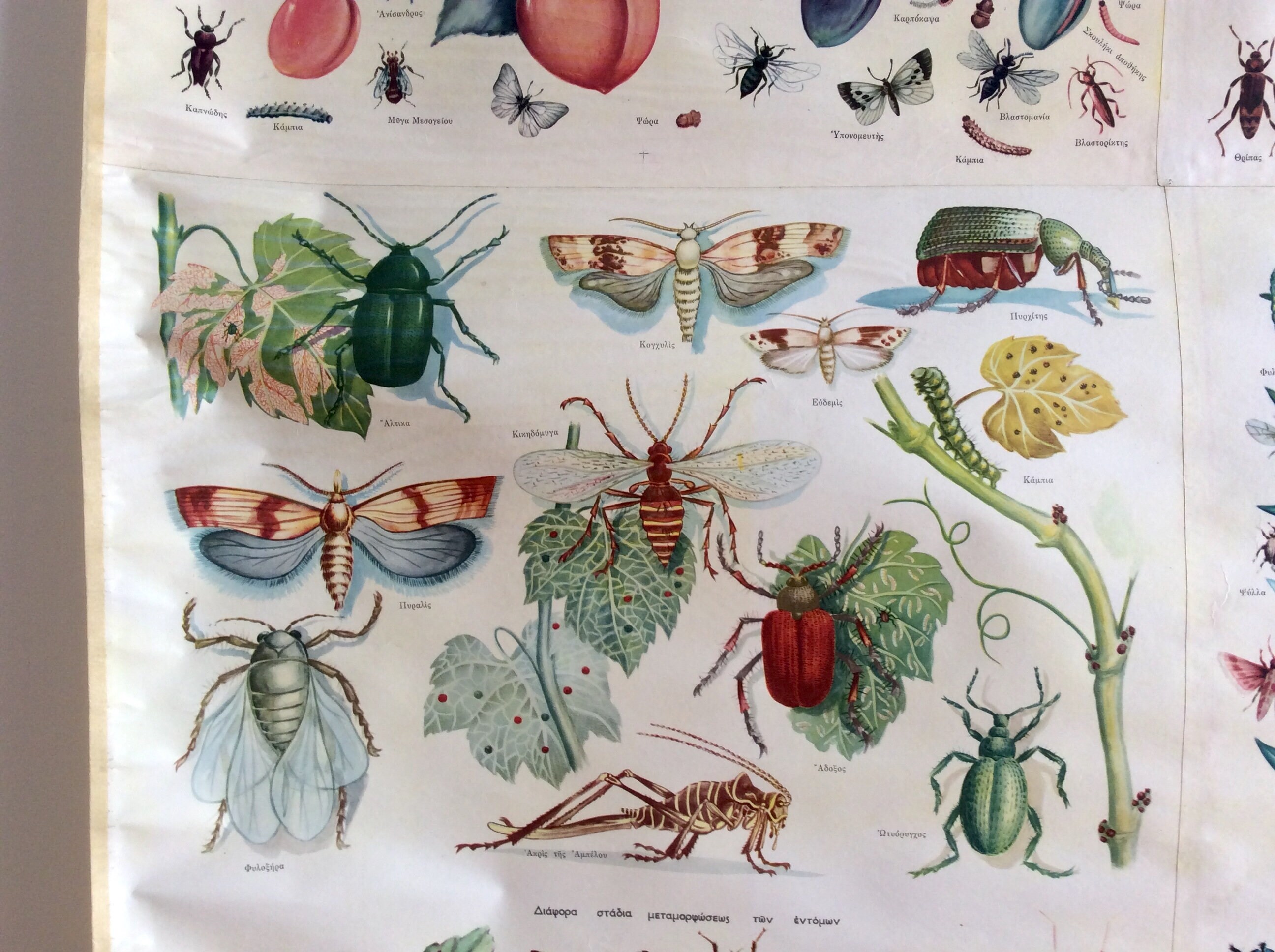 Vintage Entomology Chart: Large Insect Wall Hanging, Greek Science ...