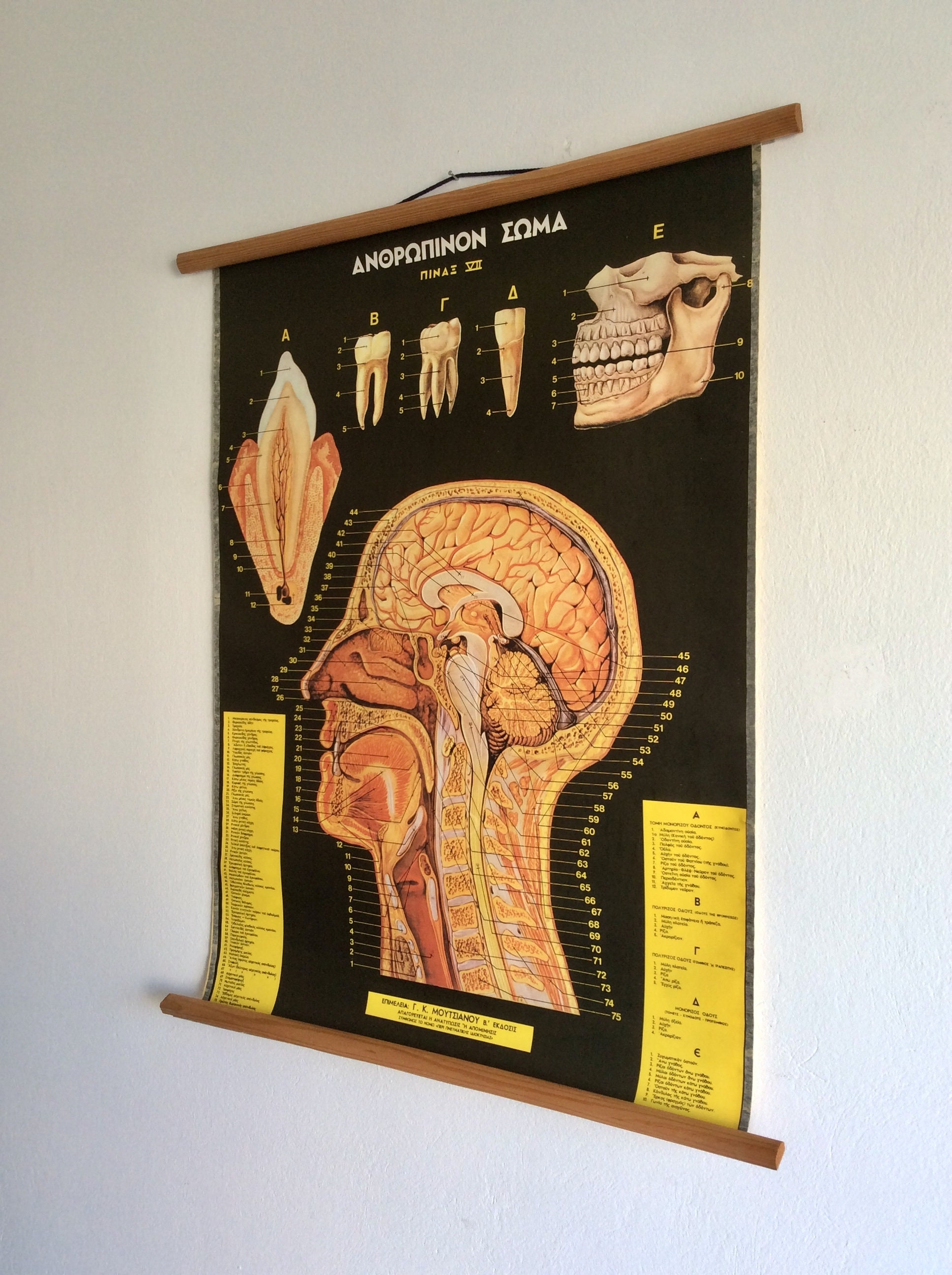 Vintage Head & Teeth Pull Down Chart, Vintage Human Head Anatomy ...