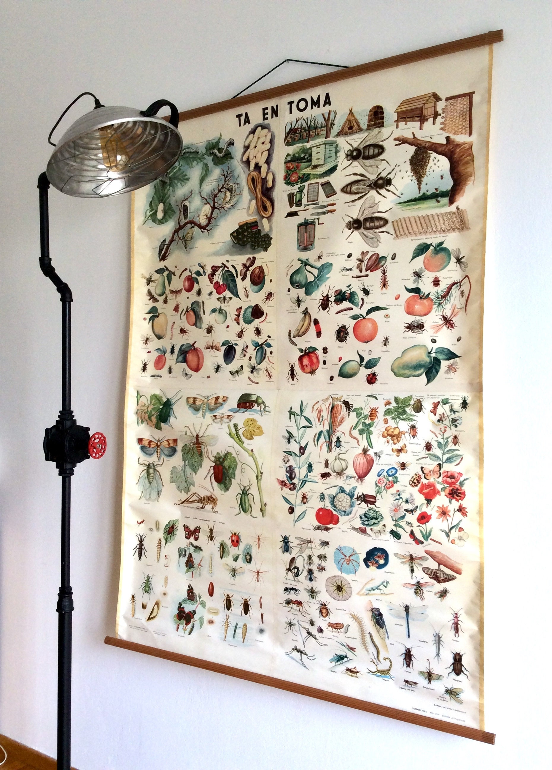 Vintage Entomology Chart: Large Insect Wall Hanging, Greek Science ...
