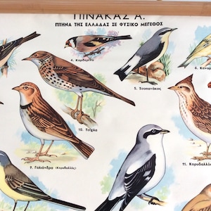 Vintage Birds of Greece Chart: Large Educational Wall Tapestry - Etsy