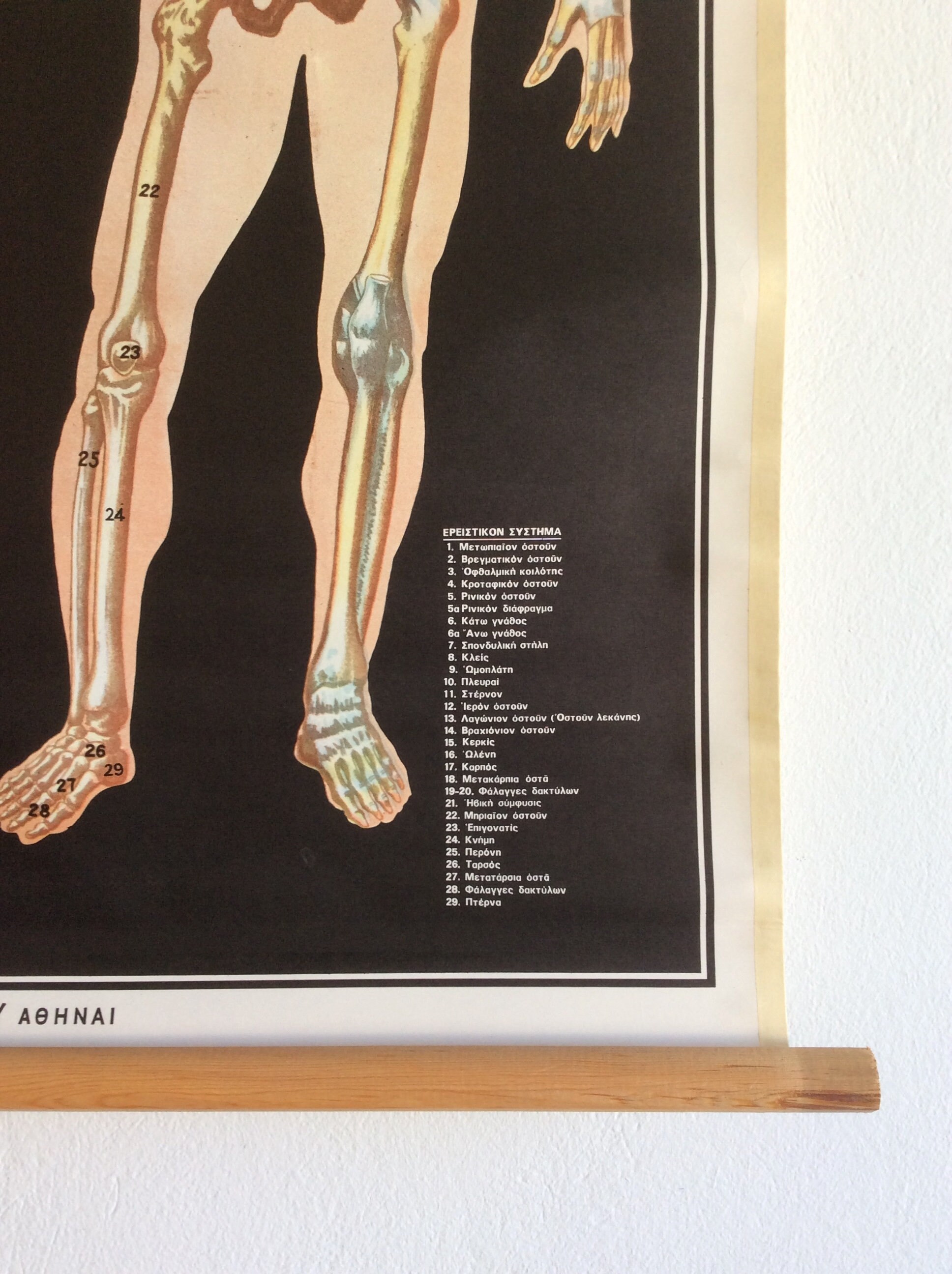 Vintage Human Anatomy Chart: Greek Educational Wall Decor - Etsy