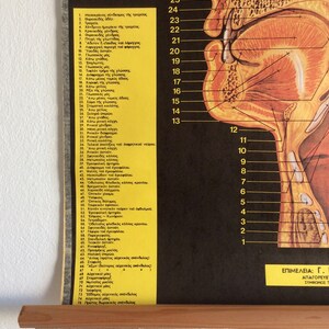 Vintage Head & Teeth Pull Down Chart, Vintage Human Head Anatomy ...