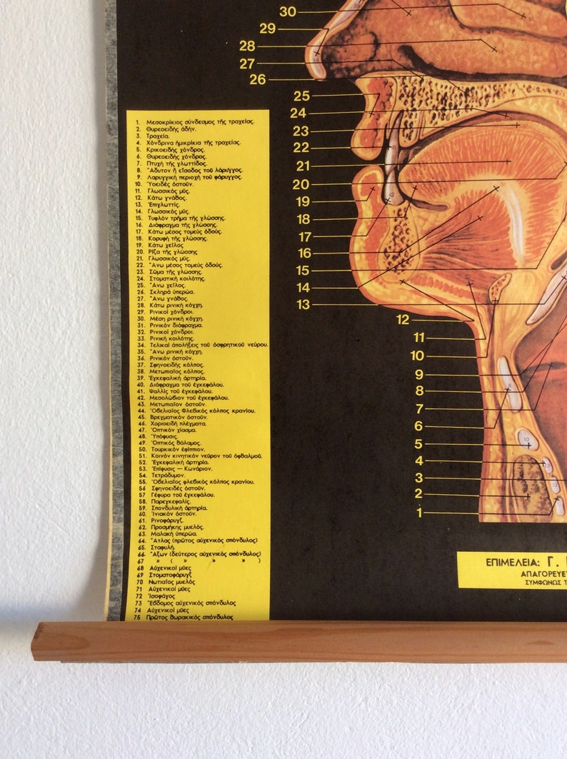 Vintage Head & Teeth Pull Down Chart, Vintage Human Head Anatomy ...