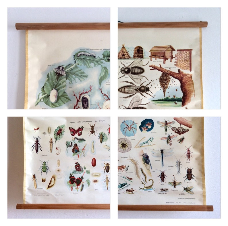 Vintage Entomology Chart: Large Insect Wall Hanging, Greek Science ...