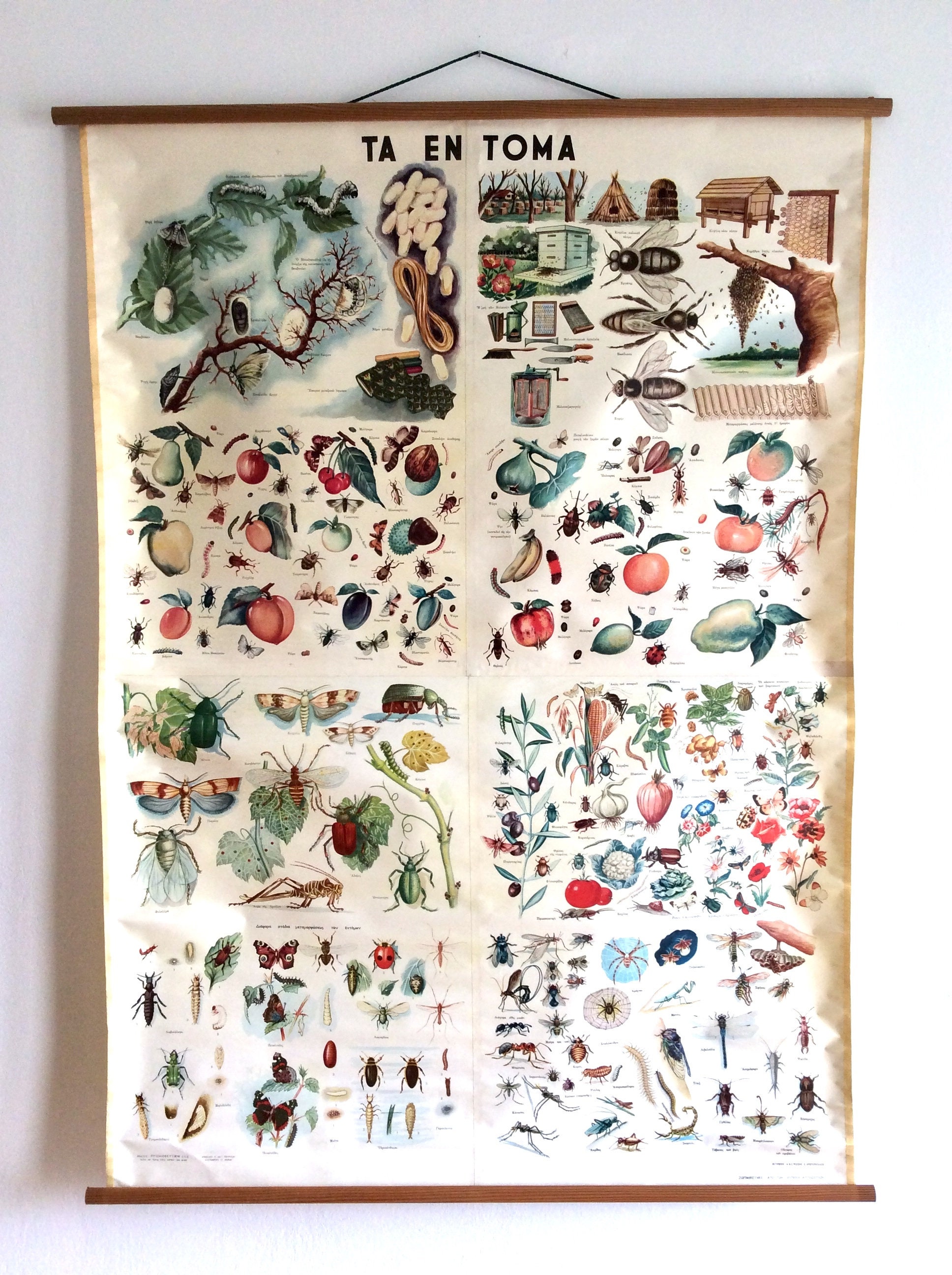 Vintage Entomology Chart: Large Insect Wall Hanging, Greek Science ...