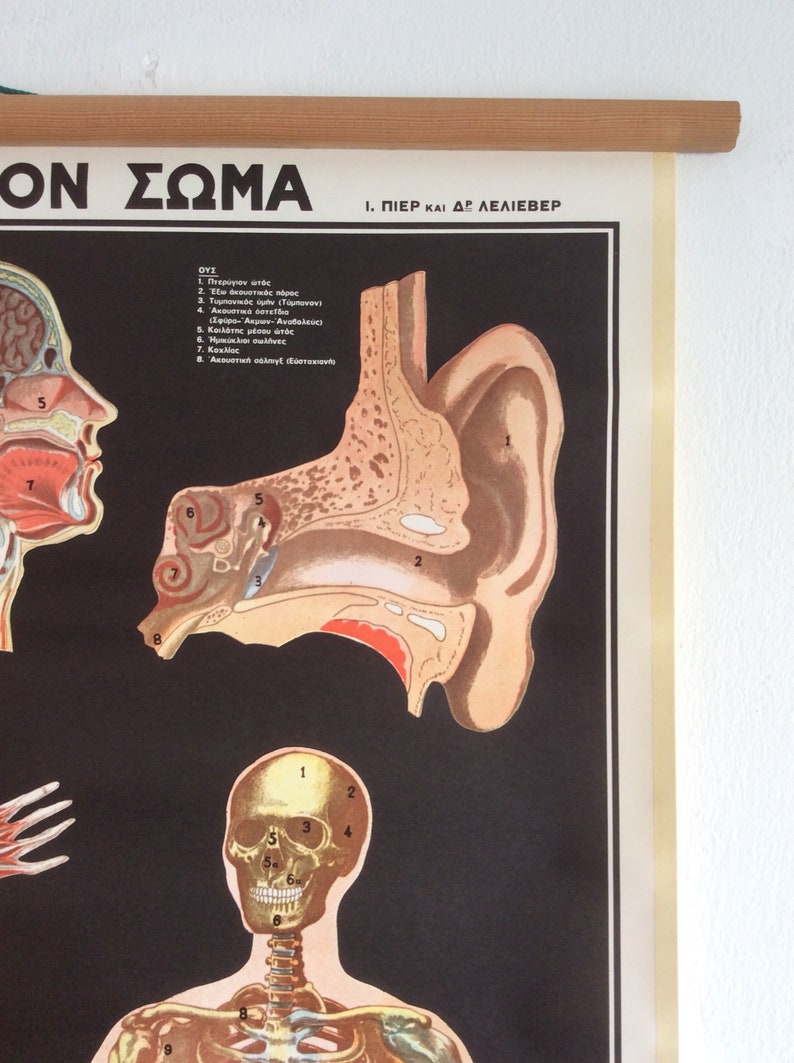 Vintage Human Anatomy Chart: Greek Educational Wall Decor - Etsy