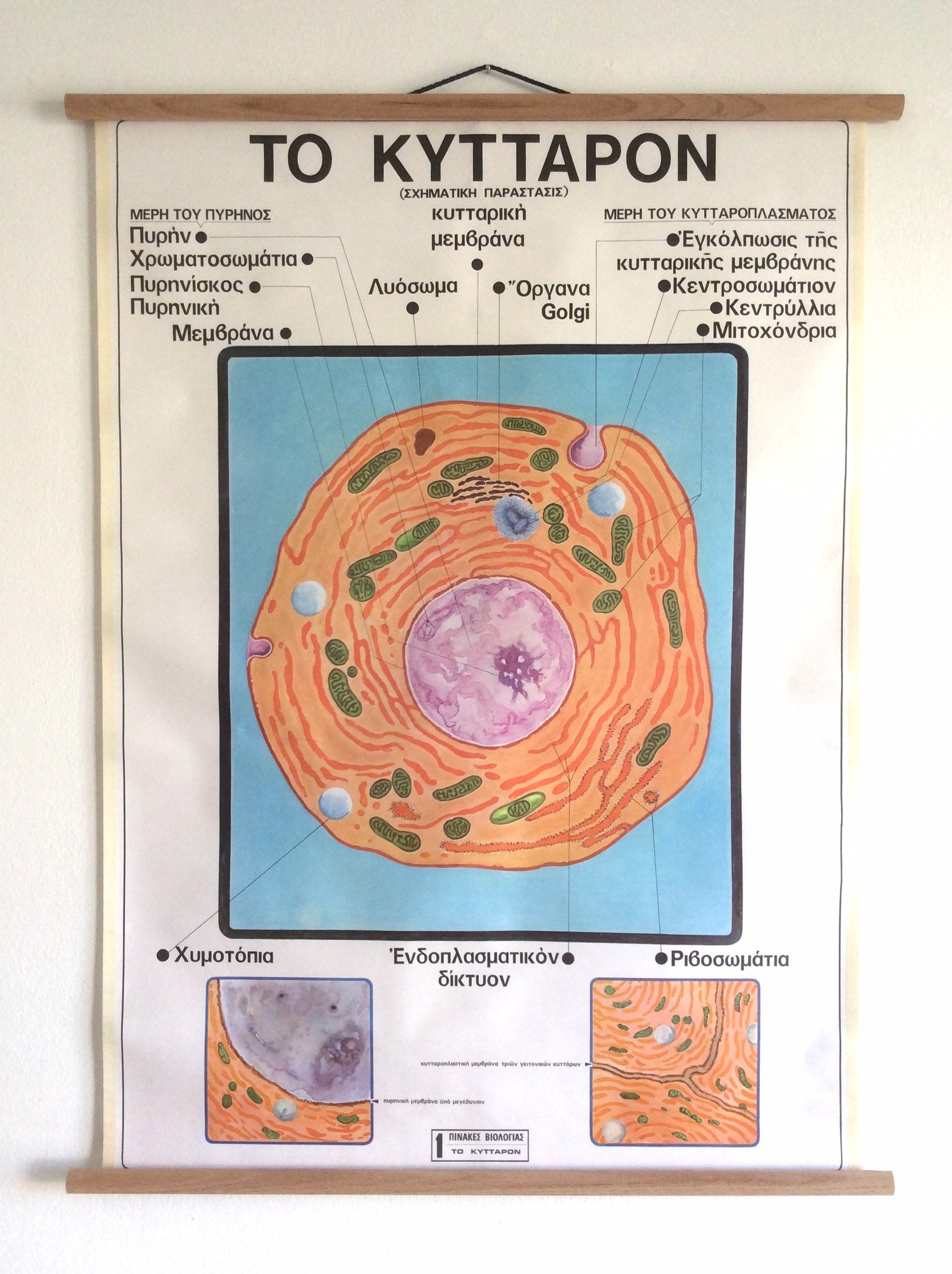 Cell Vintage School Chart, Vintage Biology Chart, Greek Classroom Chart ...