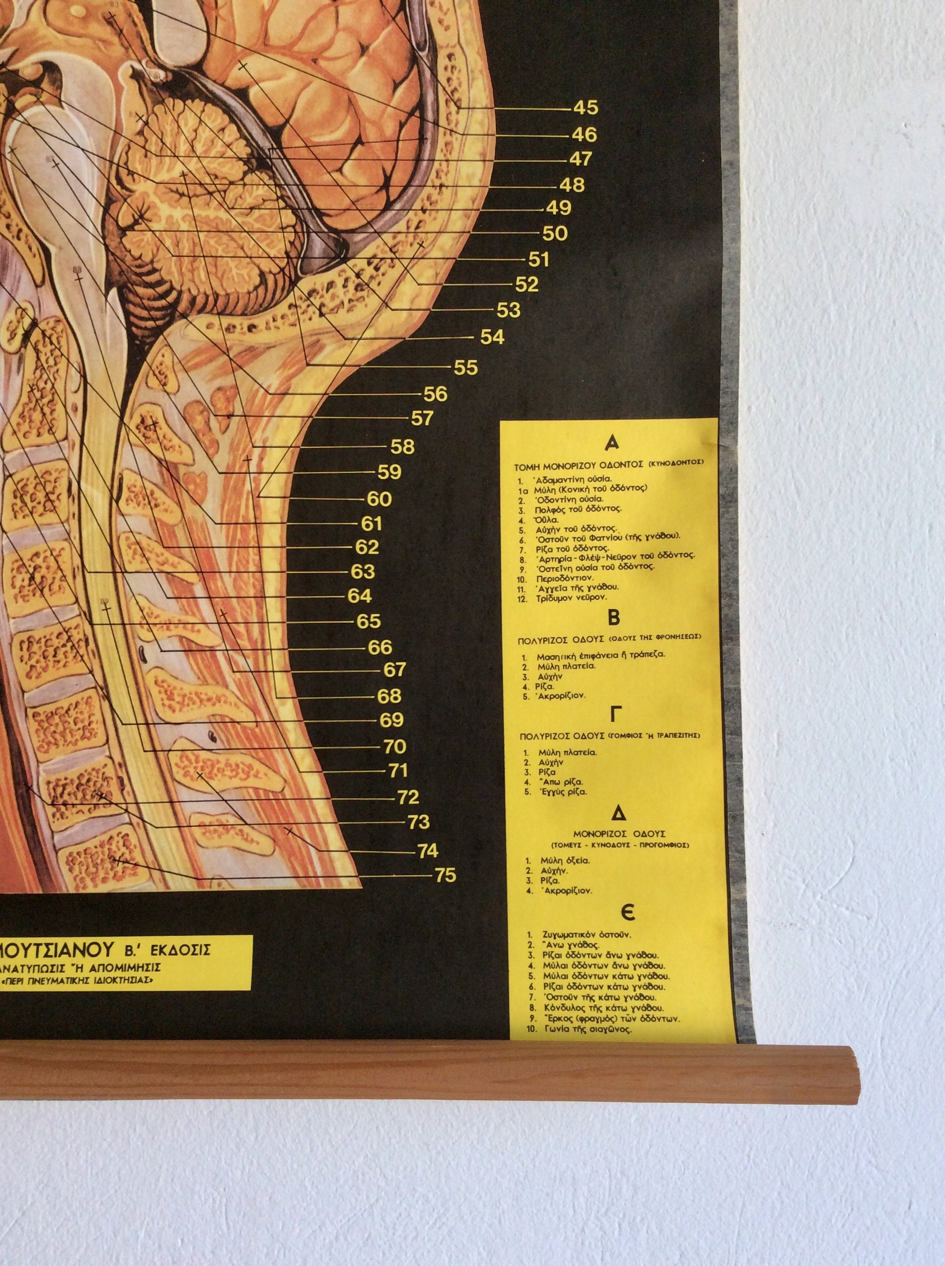 Vintage Head & Teeth Pull Down Chart, Vintage Human Head Anatomy ...