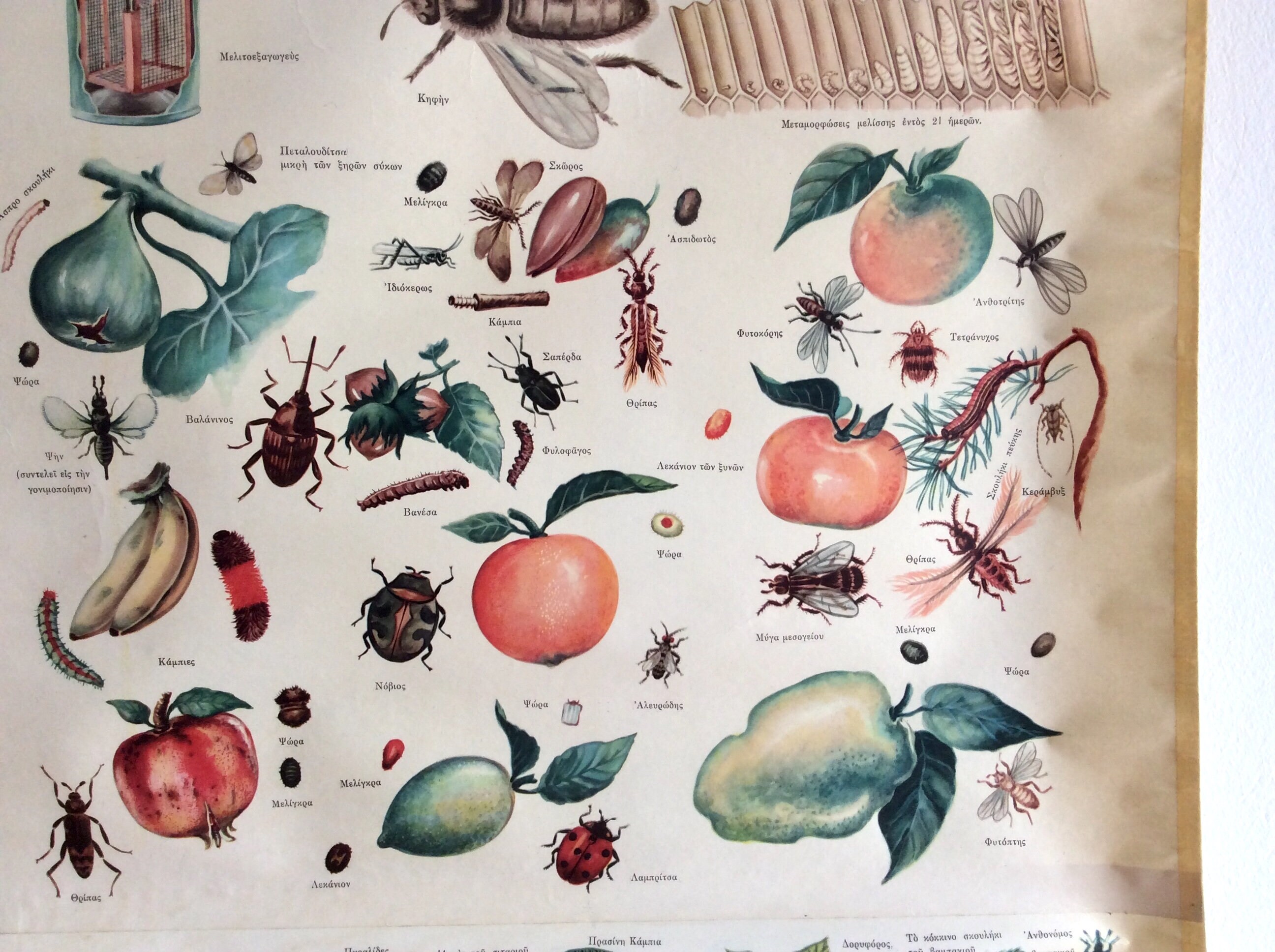 Vintage Entomology Chart: Large Insect Wall Hanging, Greek Science ...