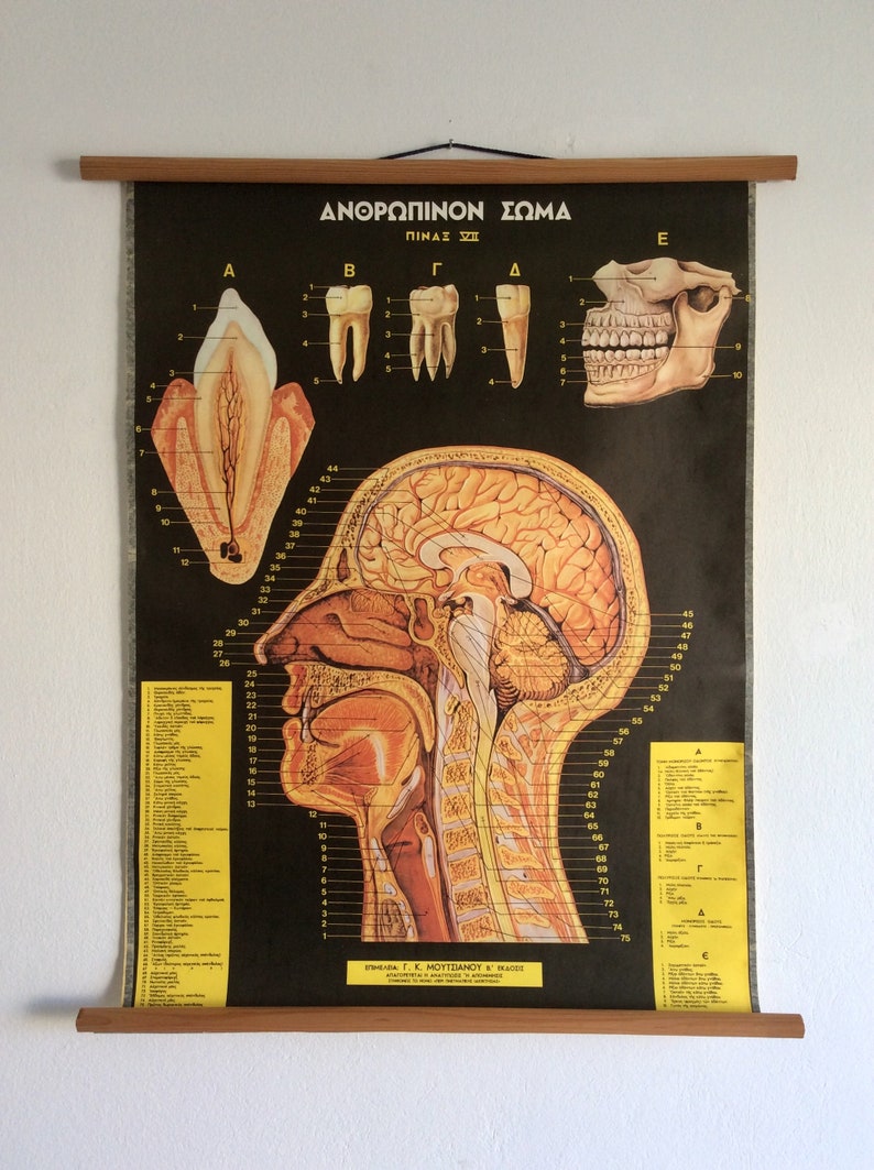 Vintage Head & Teeth Pull Down Chart, Vintage Human Head Anatomy ...