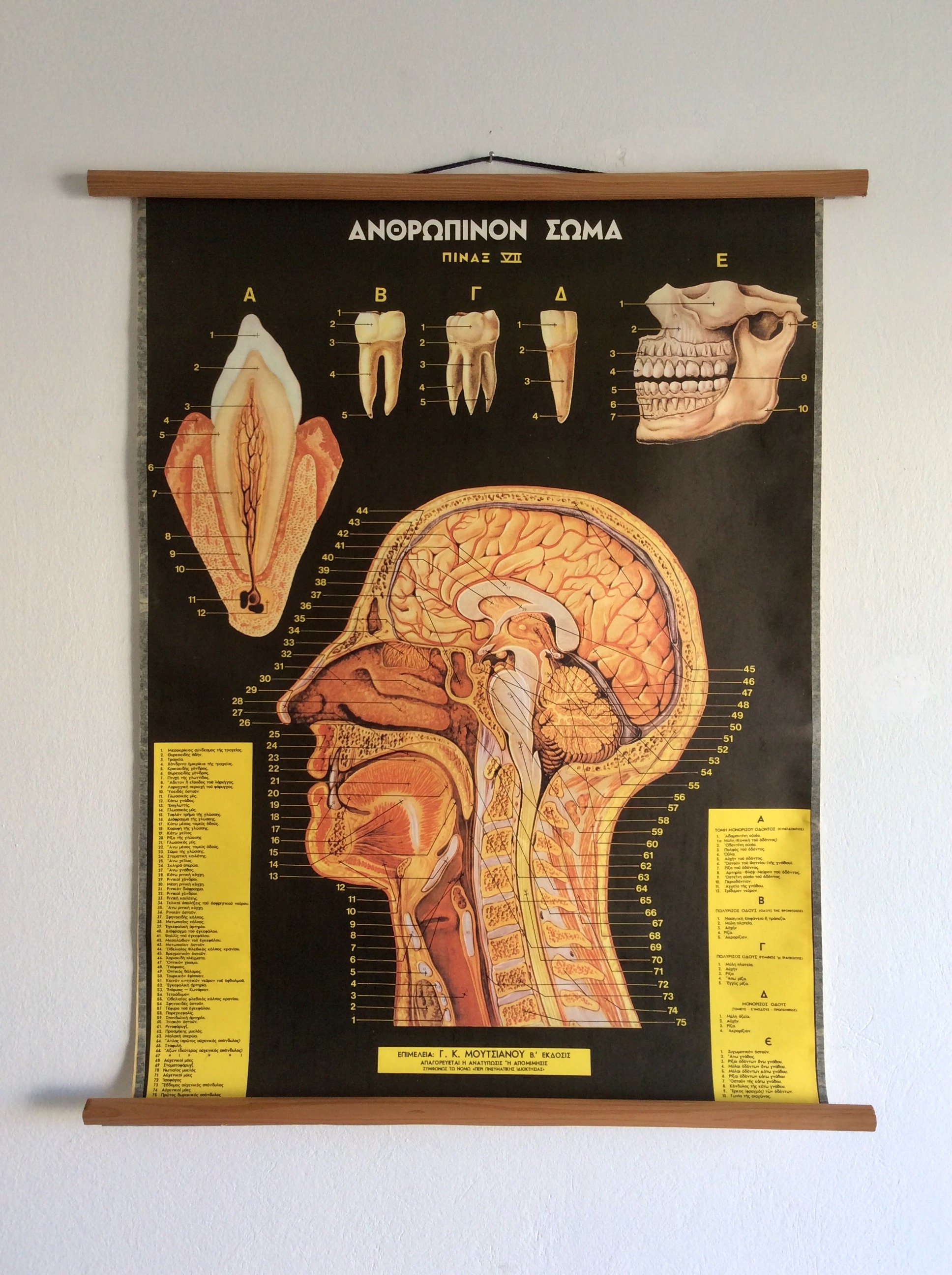 Vintage Head & Teeth Pull Down Chart, Vintage Human Head Anatomy ...