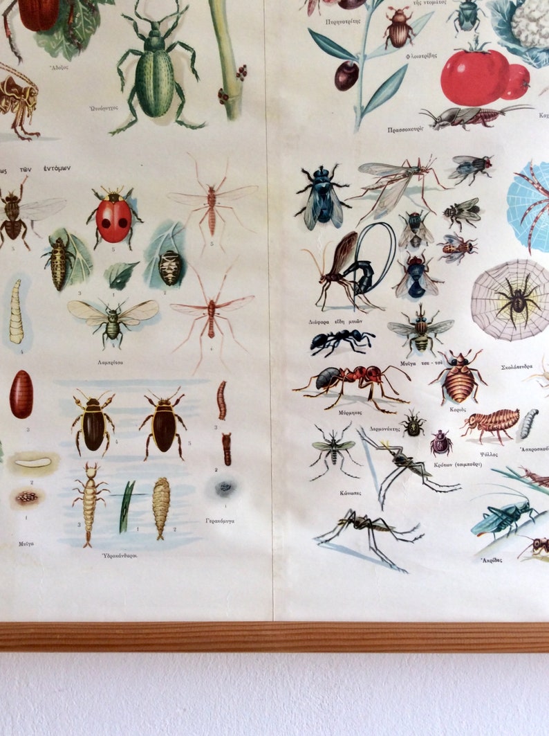Vintage Entomology Chart: Large Insect Wall Hanging, Greek Science ...