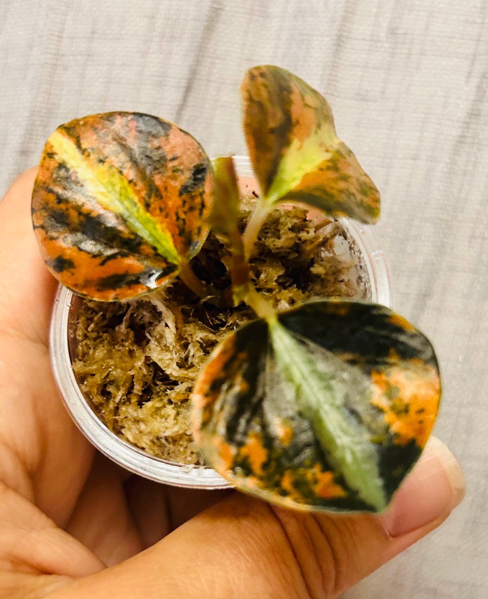 US; Rare Variegated Orange Metallic Peperomia; Peperomia Crème Brûlée ...