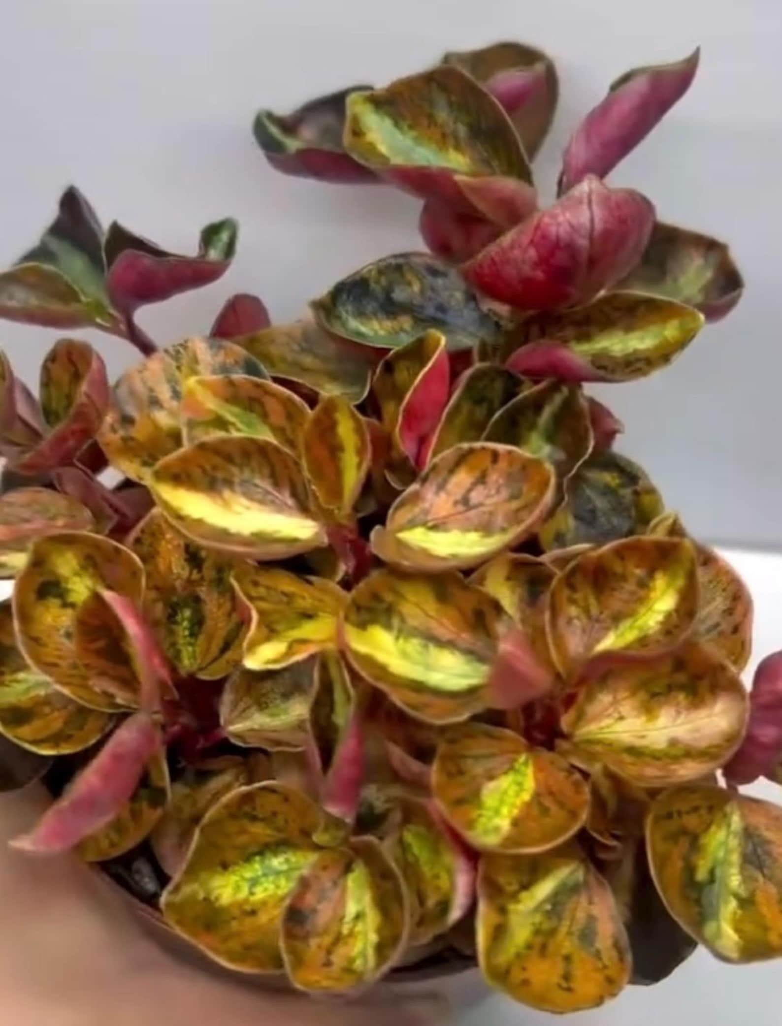 US; Rare Variegated Orange Metallic Peperomia; Peperomia Crème Brûlée ...