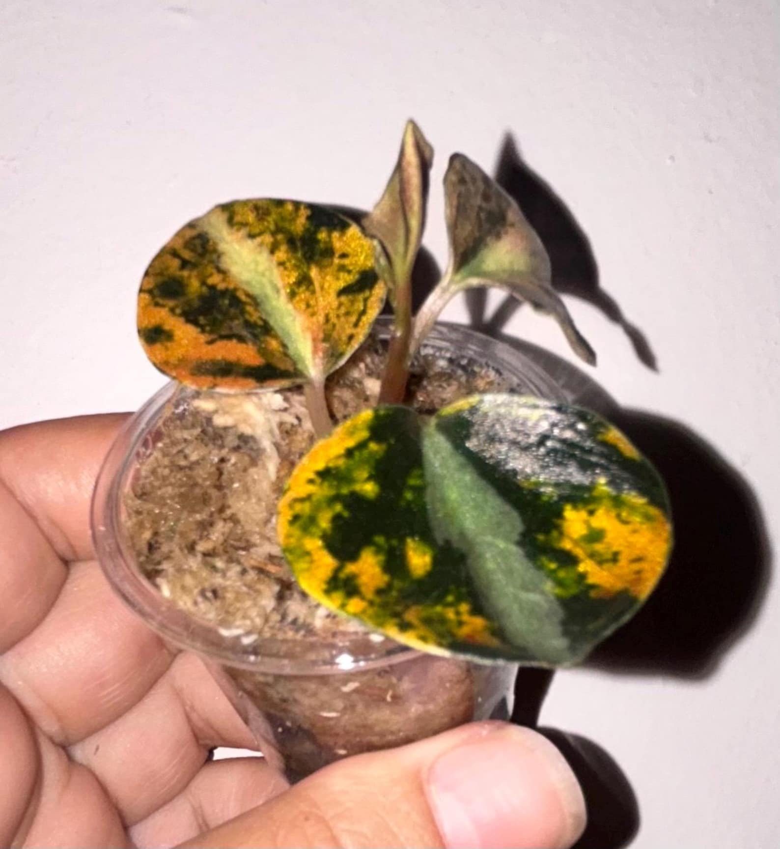 US; Rare Variegated Orange Metallic Peperomia; Peperomia Crème Brûlée ...