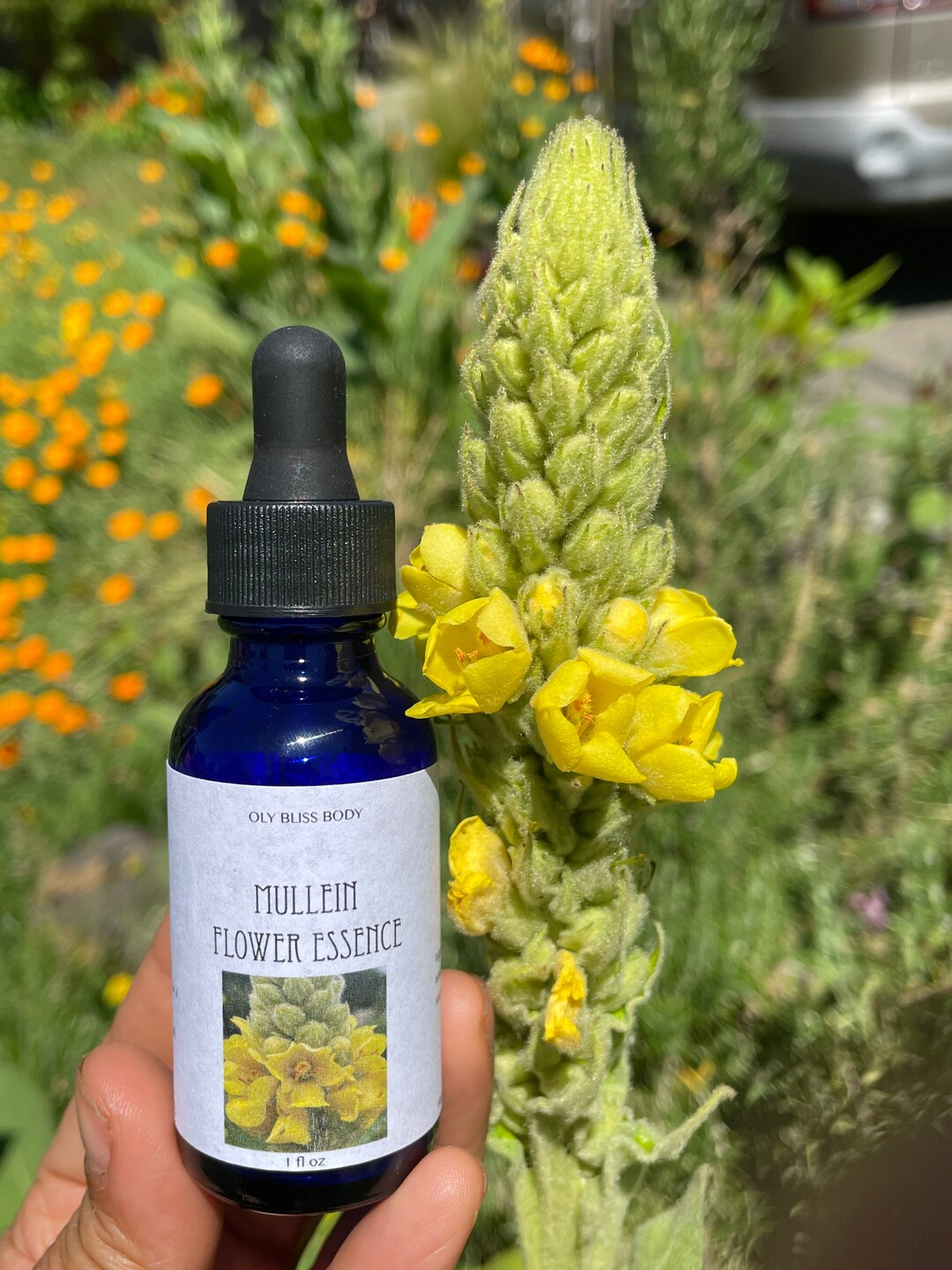 Mullein Flower Essence verbascum Thapsus 1 Fl Oz - Etsy