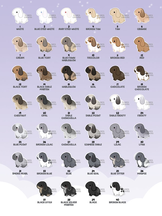 Dutch Rabbits Colors