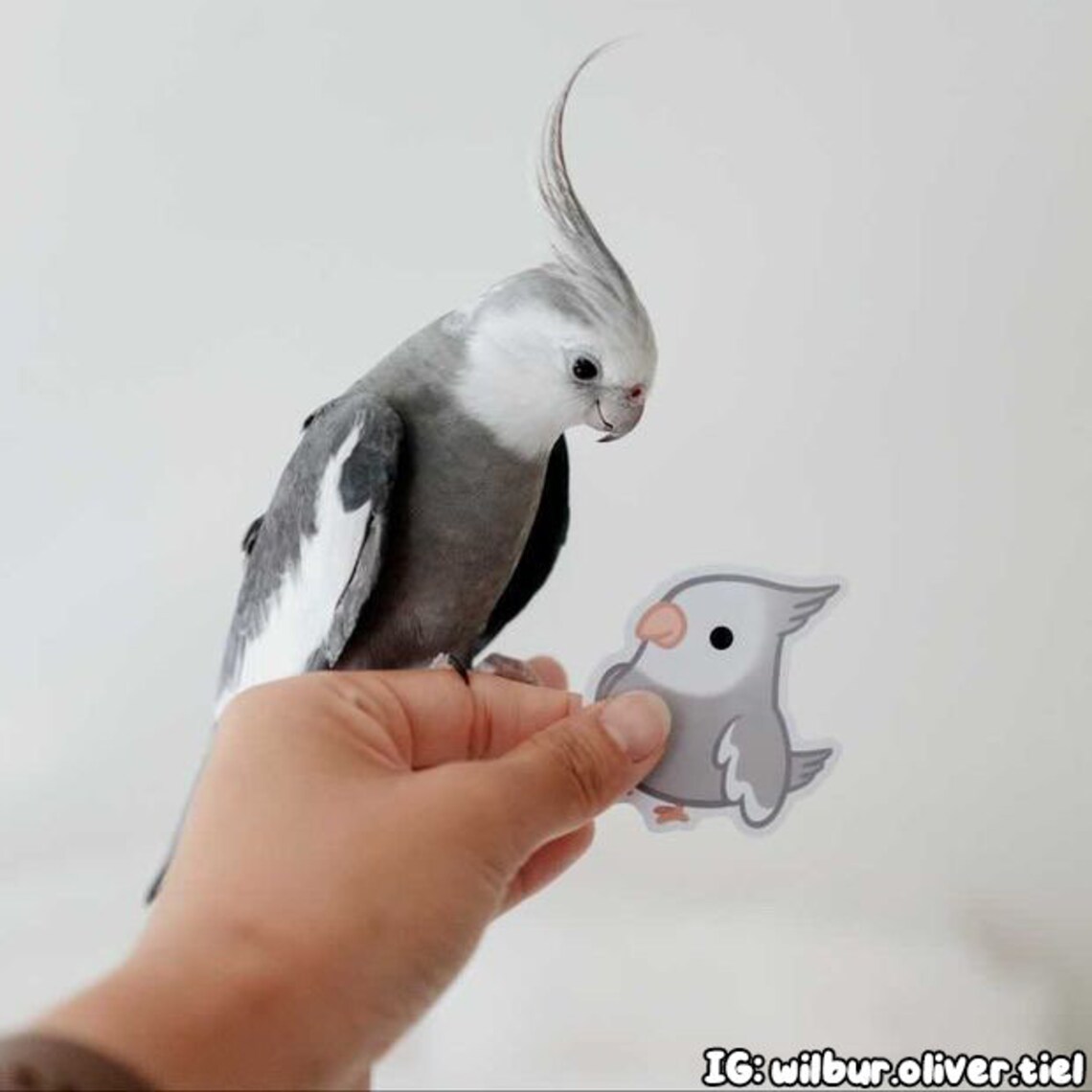 Whiteface Silver Cockatiel Bird Breed Waterproof Vinyl Sticker | Kawaii ...