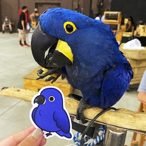 Hyacinth Macaw Bird Breed Waterproof Vinyl Sticker | Kawaii Chibi ...