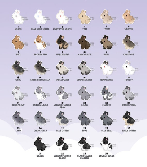 Chocolate Netherland Dwarf