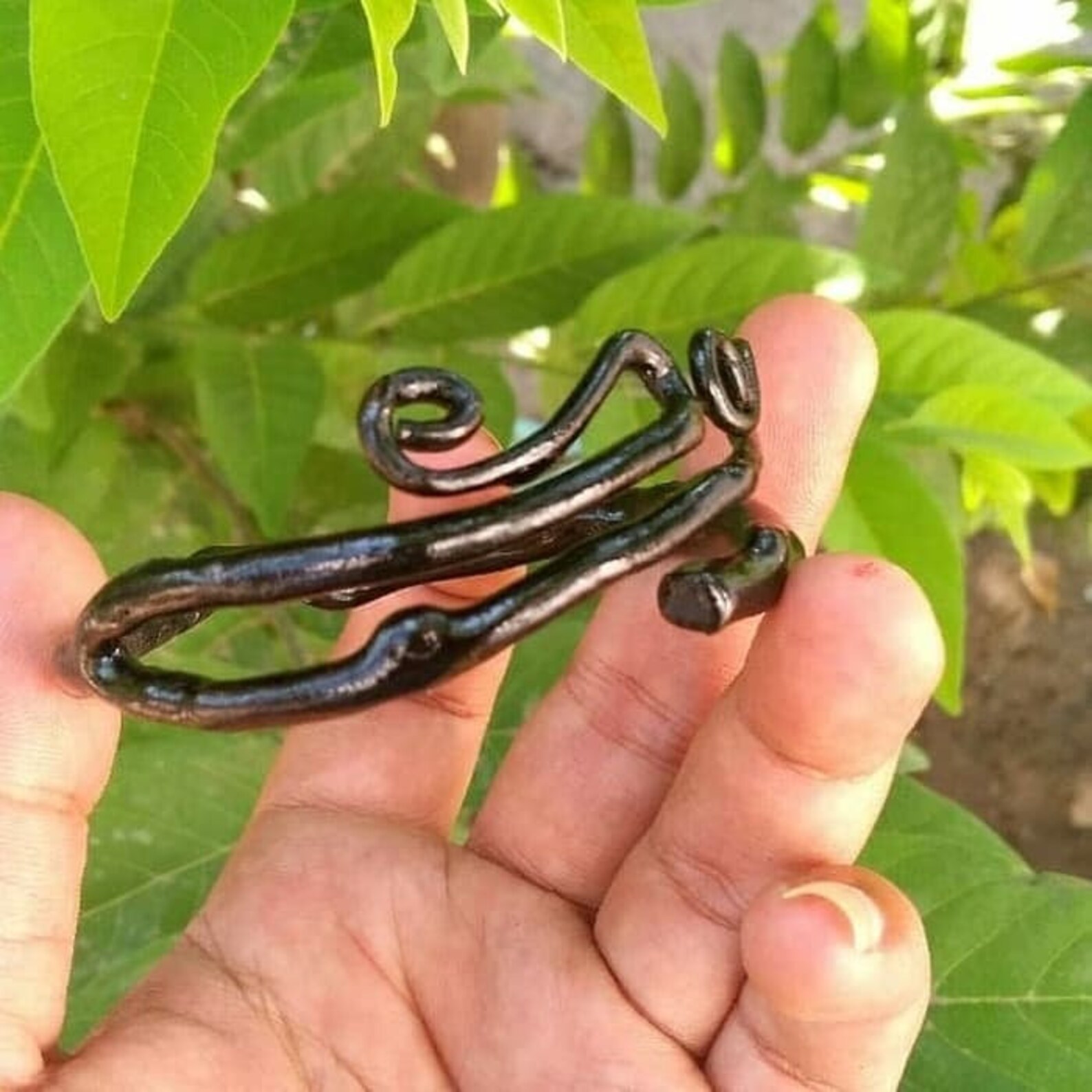 Black Akar Bahar Coral Bangle Natural Bracelet Indonesian - Etsy