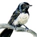 Hand Drawn Willy Wagtail Drawing Print. Australian Native Bird ...