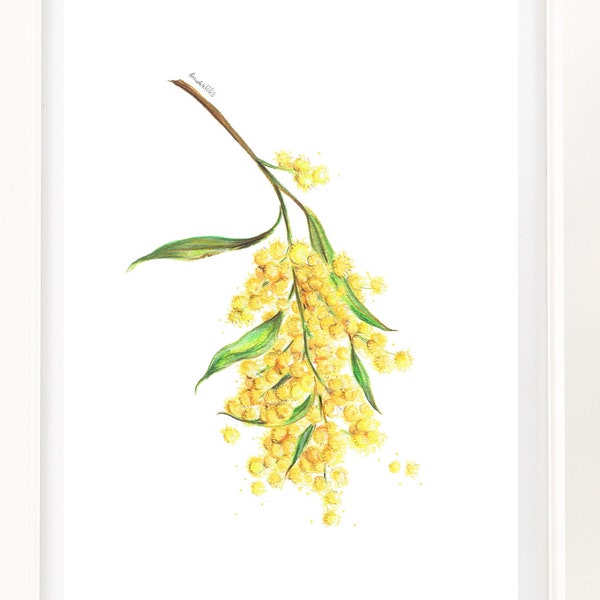 Wattle Drawing - Etsy Australia