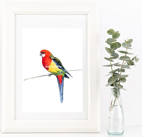 Hand Drawn Rosella Drawing Print. Australian Native Bird | Etsy Australia