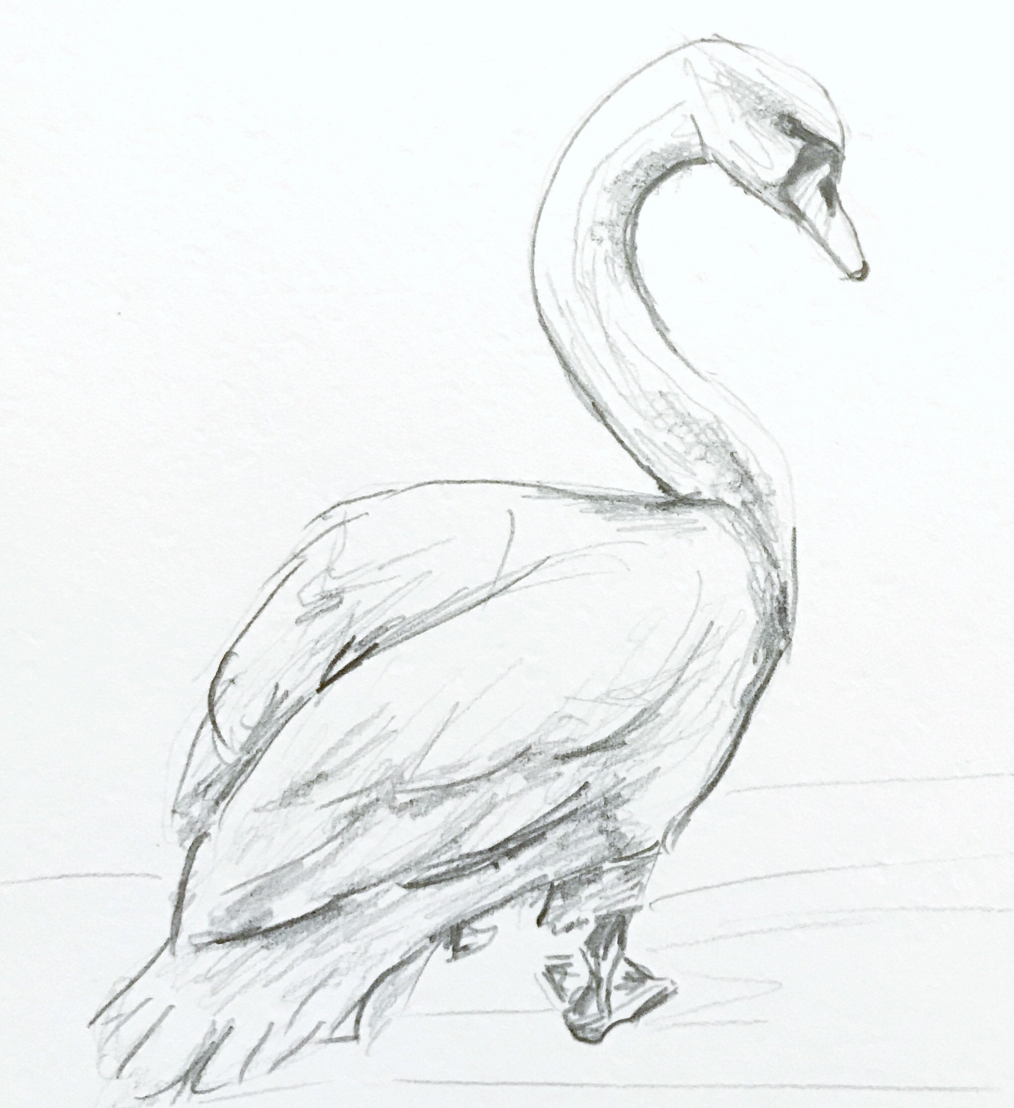 Swan Pencil Drawing