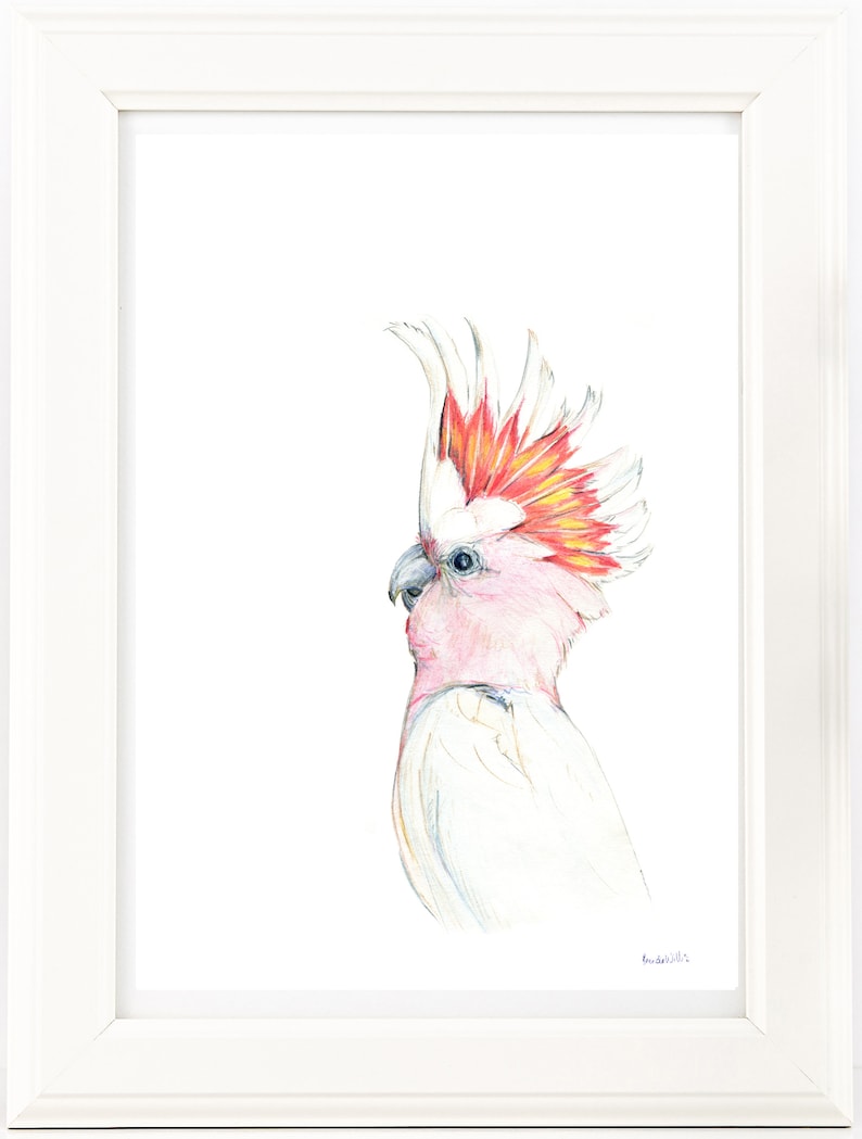 Major Mitchell Cockatoo Drawing Print. Hand Drawn Australian - Etsy
