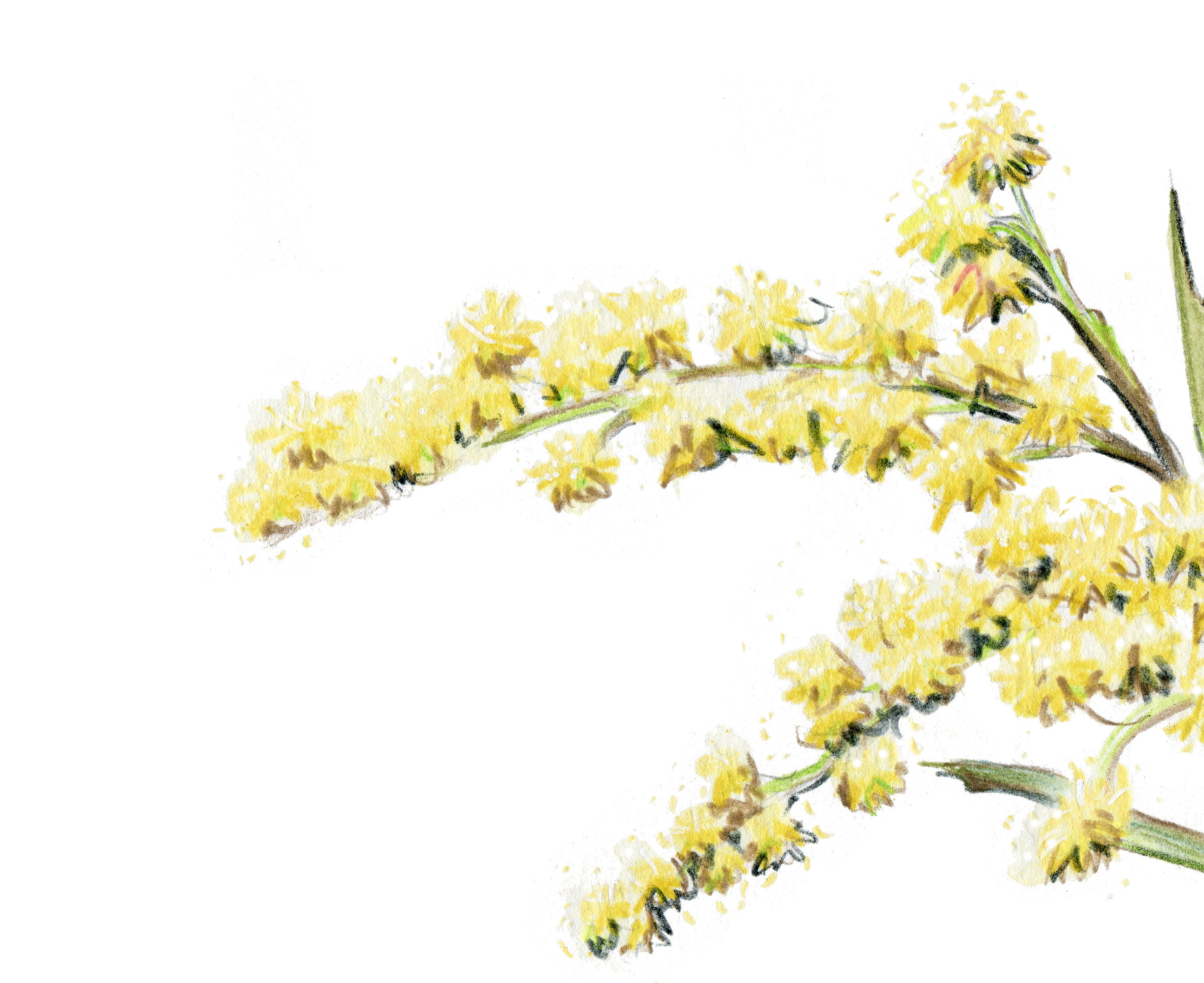 Yellow Wattle Flower Drawing Print. Australian Native Flower ...