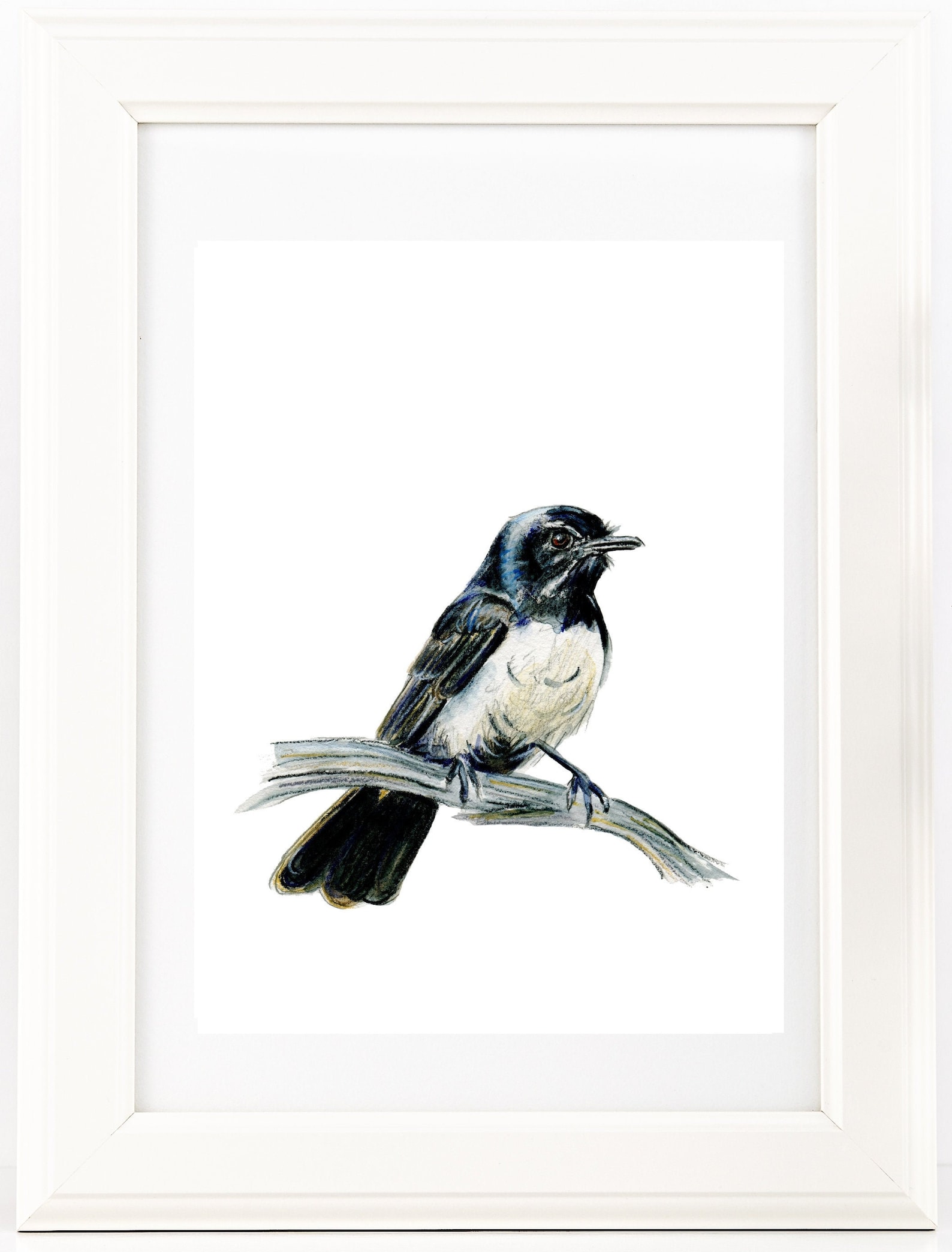 Hand Drawn Willy Wagtail Drawing Print. Australian Native Bird | Etsy