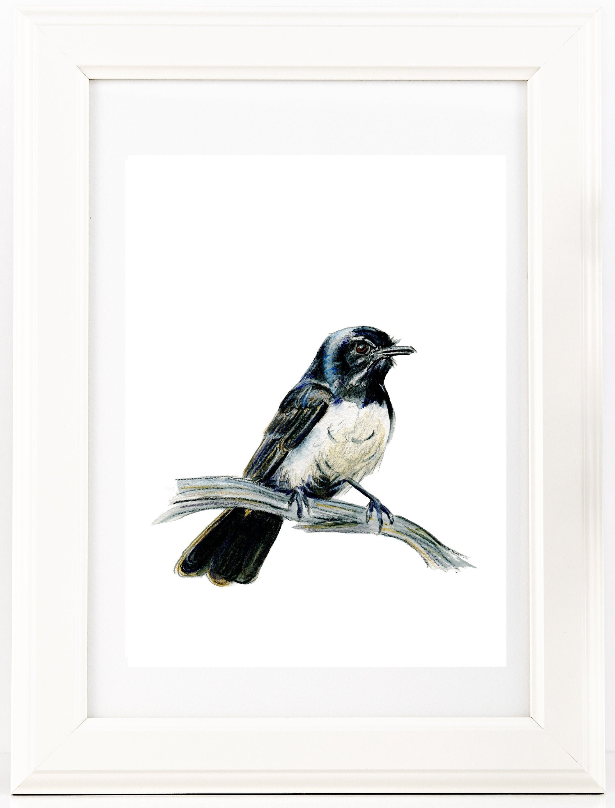 Hand Drawn Willy Wagtail Drawing Print. Australian Native Bird ...