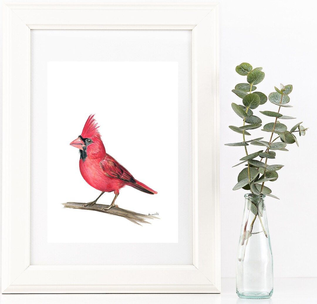 Hand Drawn Red Cardinal Drawing Print. American Native Bird Watercolour ...