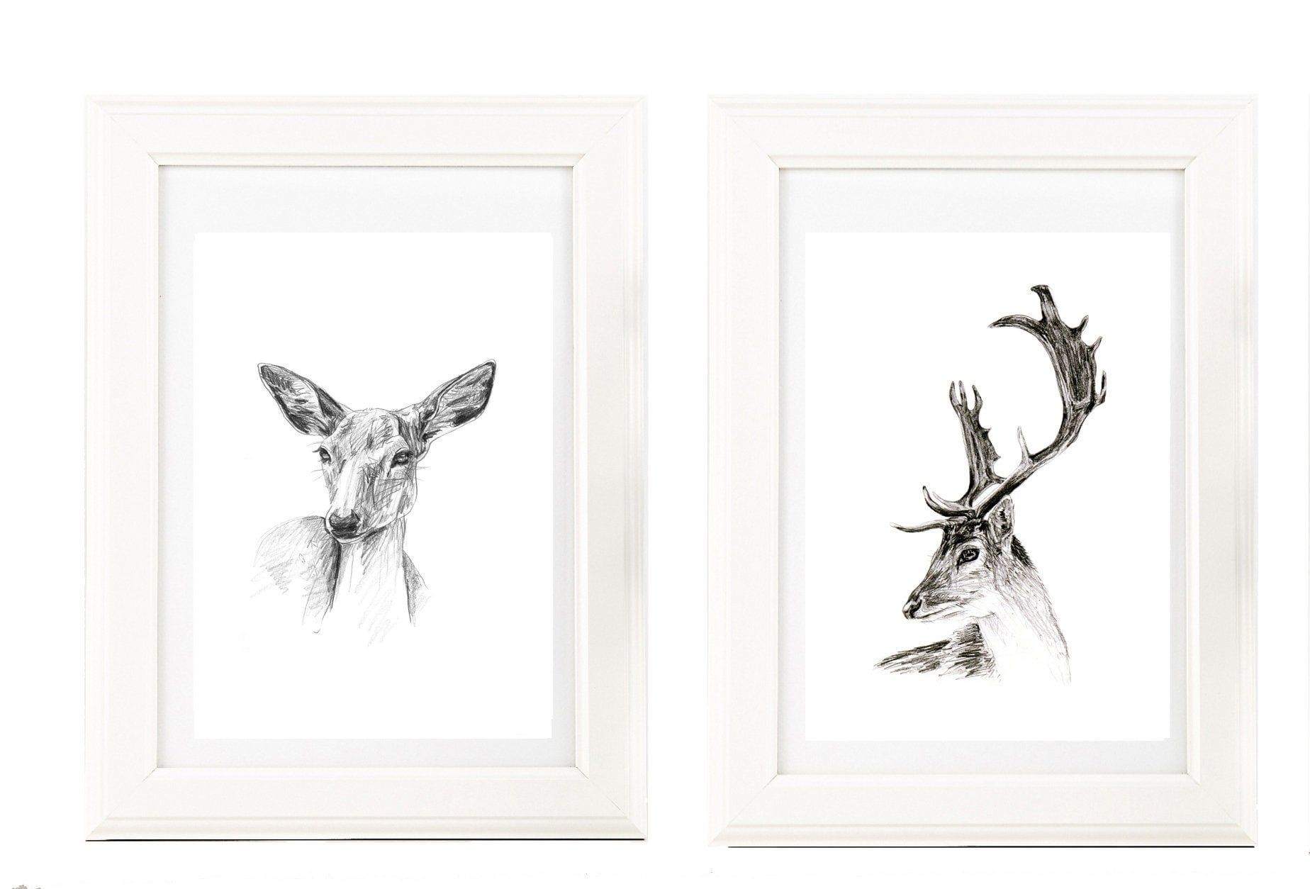 White Stag Drawing