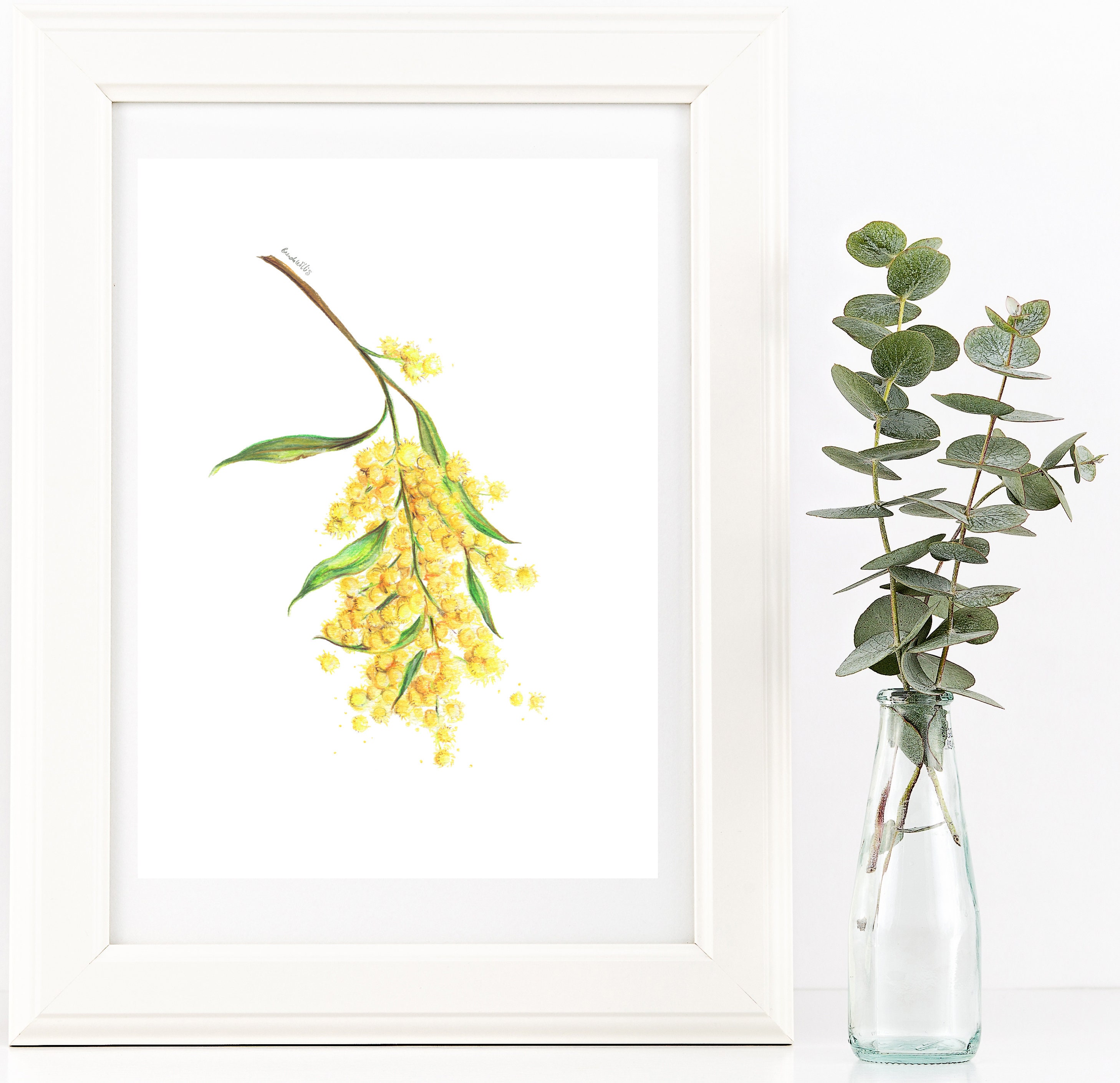 Yellow Wattle Flower Drawing Print. Australian Native Flower ...