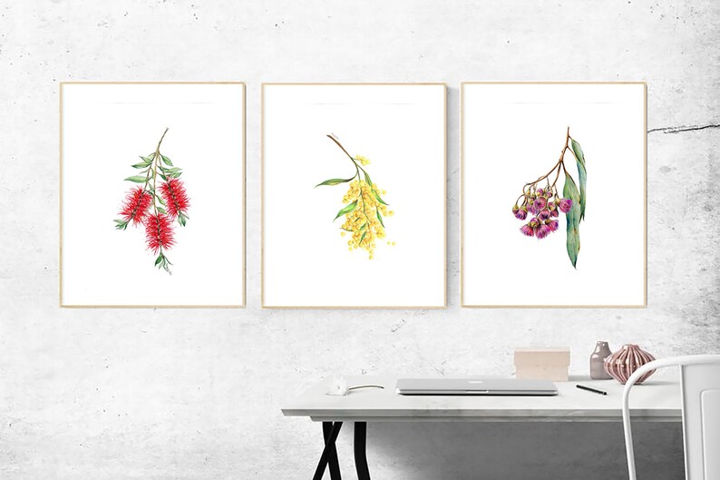 Yellow Wattle Flower Drawing Print. Australian Native Flower ...