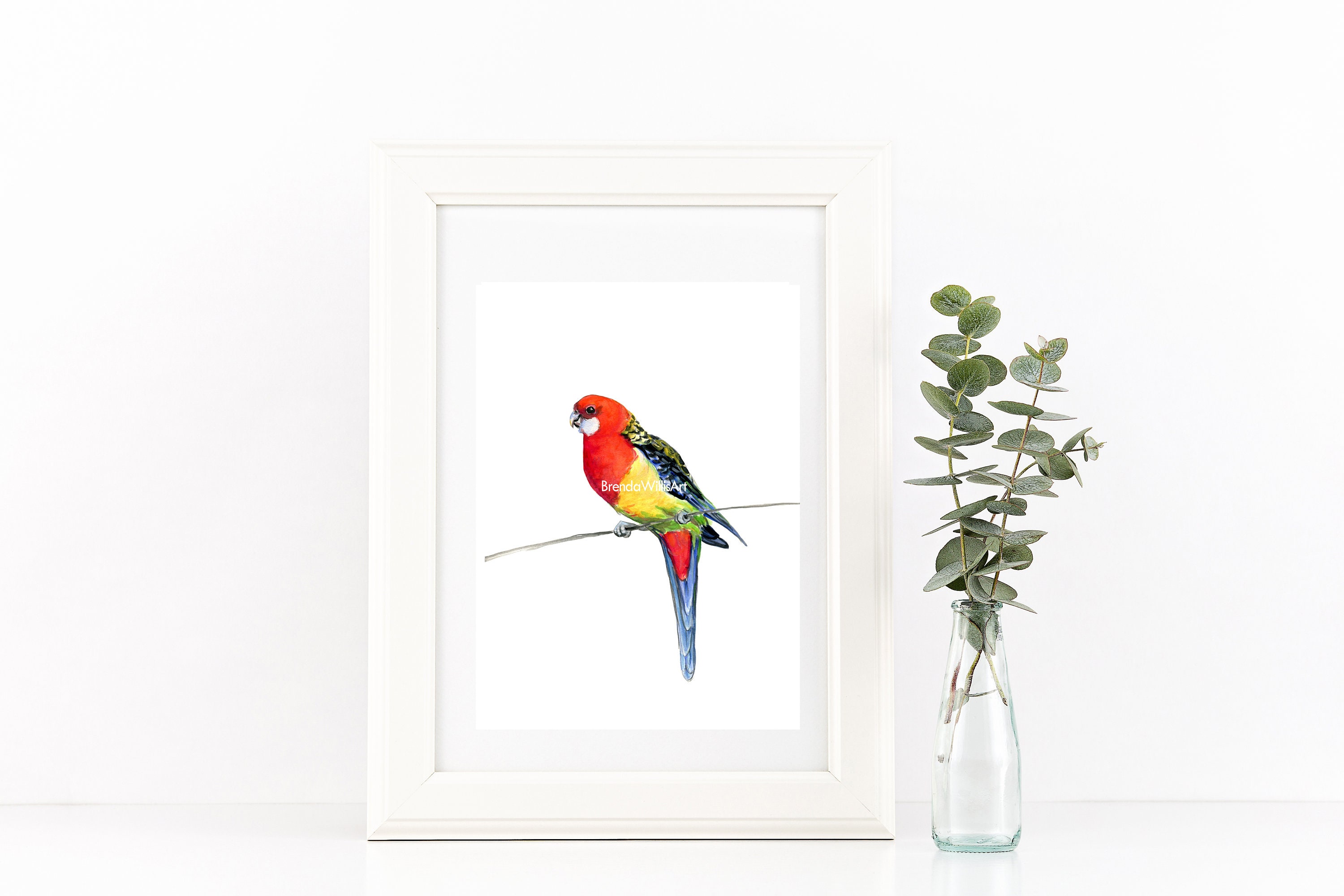 Hand Drawn Rosella Drawing Print. Australian Native Bird - Etsy Australia