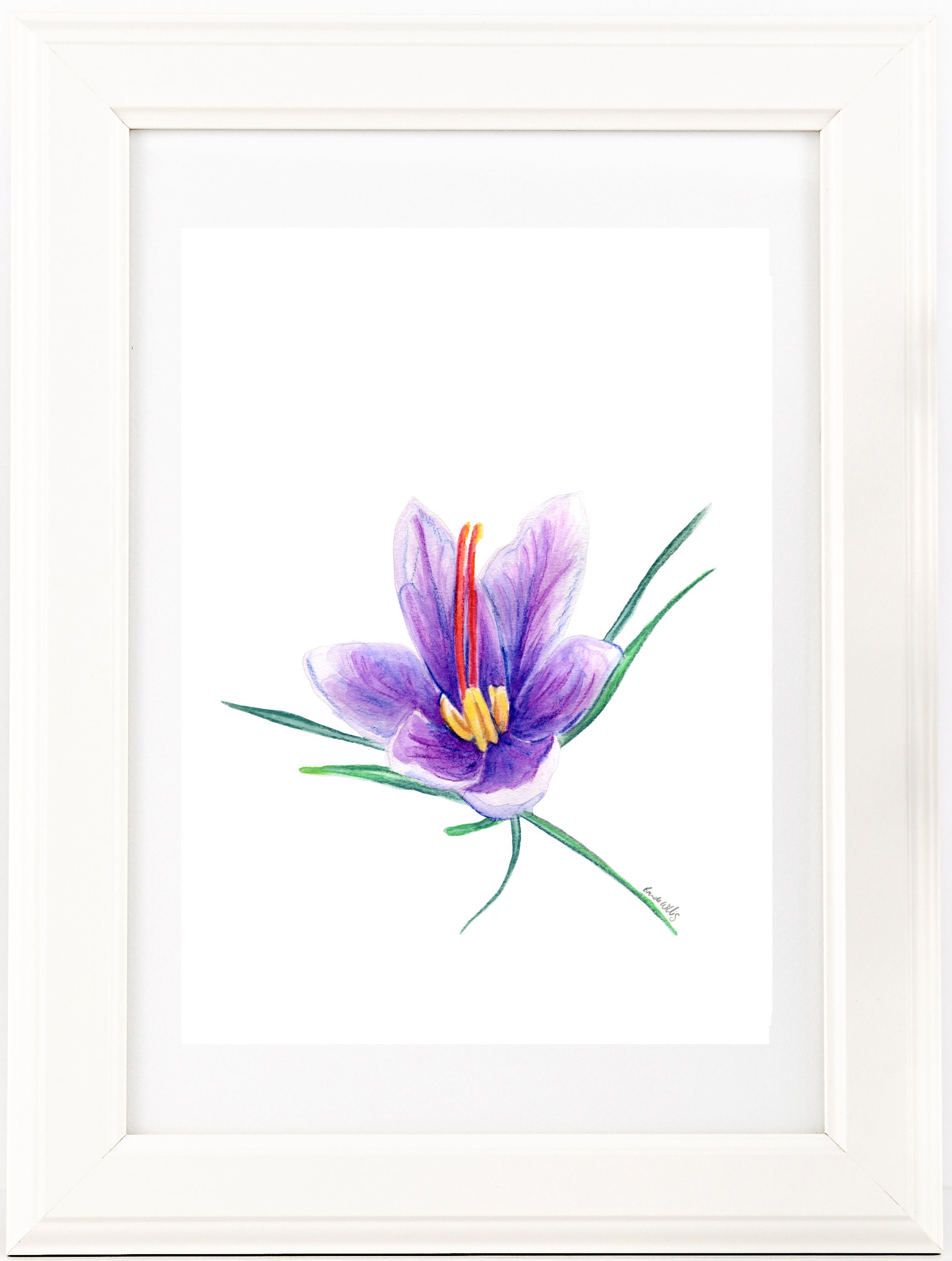 Saffron Flower Drawing