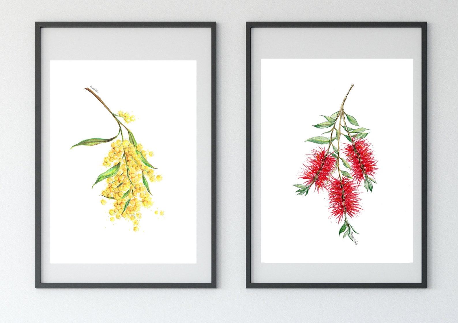Australian Native Flower Drawing Print Set V2. Bottlebrush | Etsy Australia