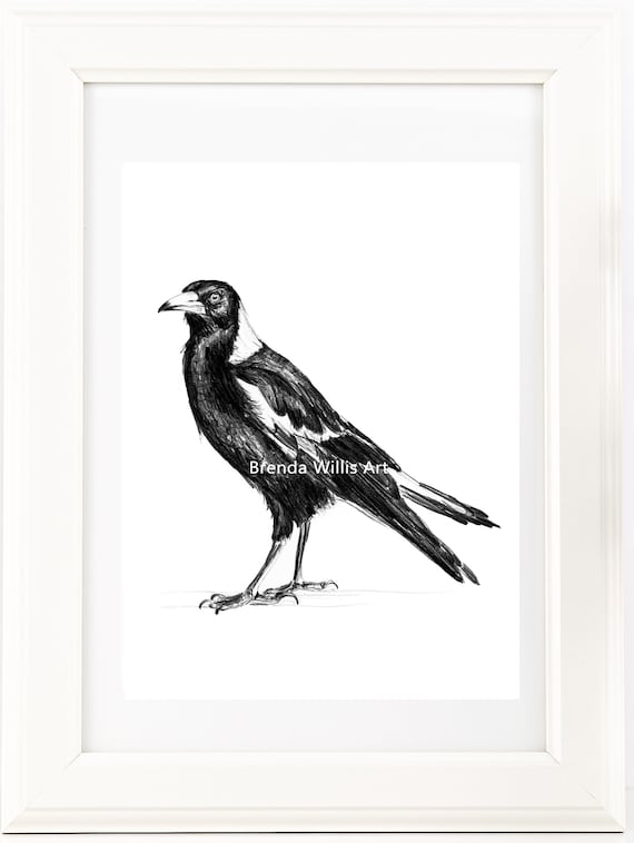 Hand Drawn Magpie Drawing Print. Australian Bird Black and | Etsy