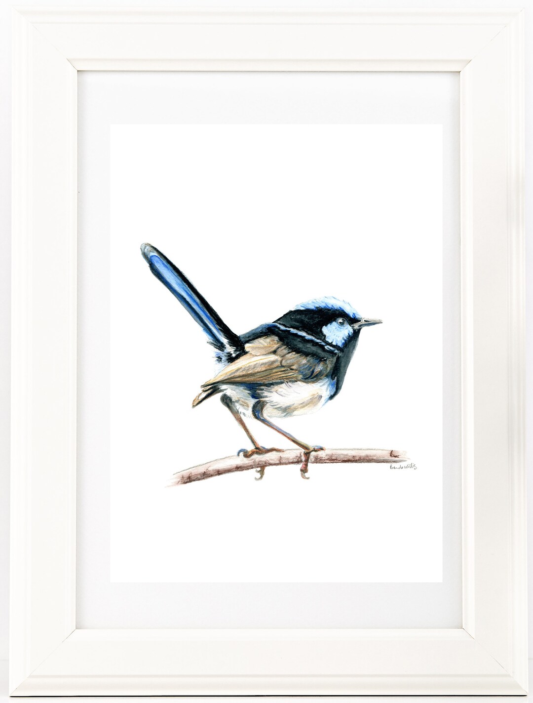 Hand Drawn Blue Wren Drawing Print V2. Australian Native Bird ...