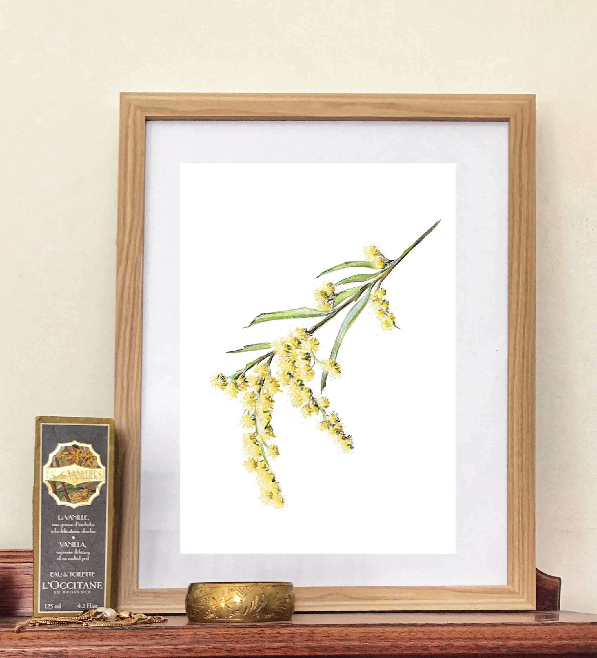 Yellow Wattle Flower Drawing Print. Australian Native Flower ...